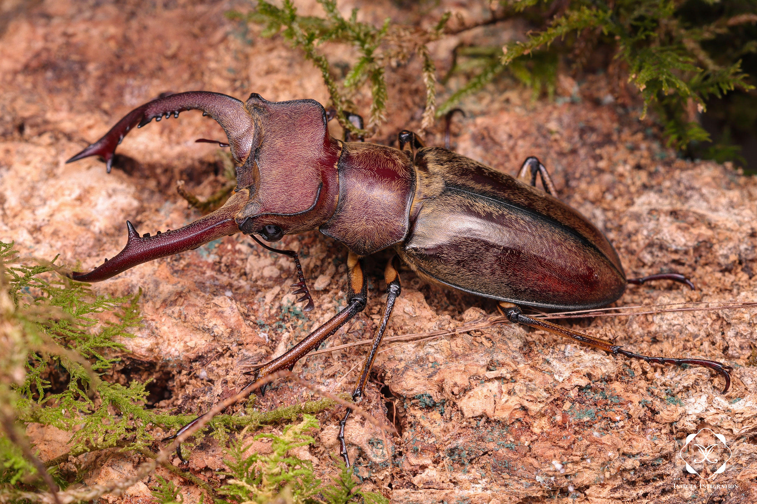 深山锹甲属 Lucanus – IISDW