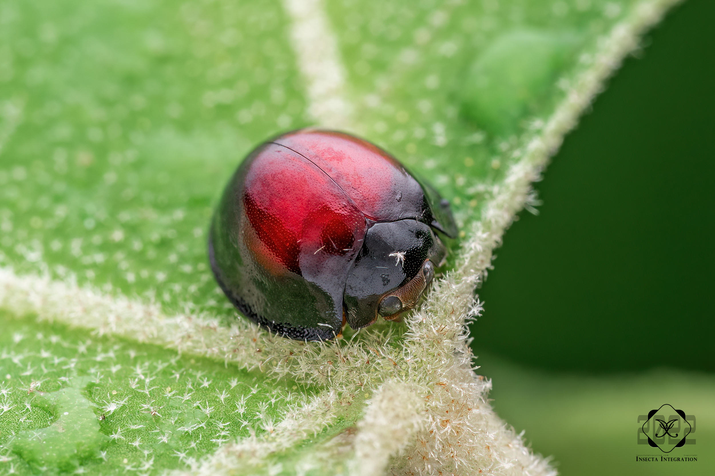 黑缘红瓢虫 Chilocorus rubidus – IISDW