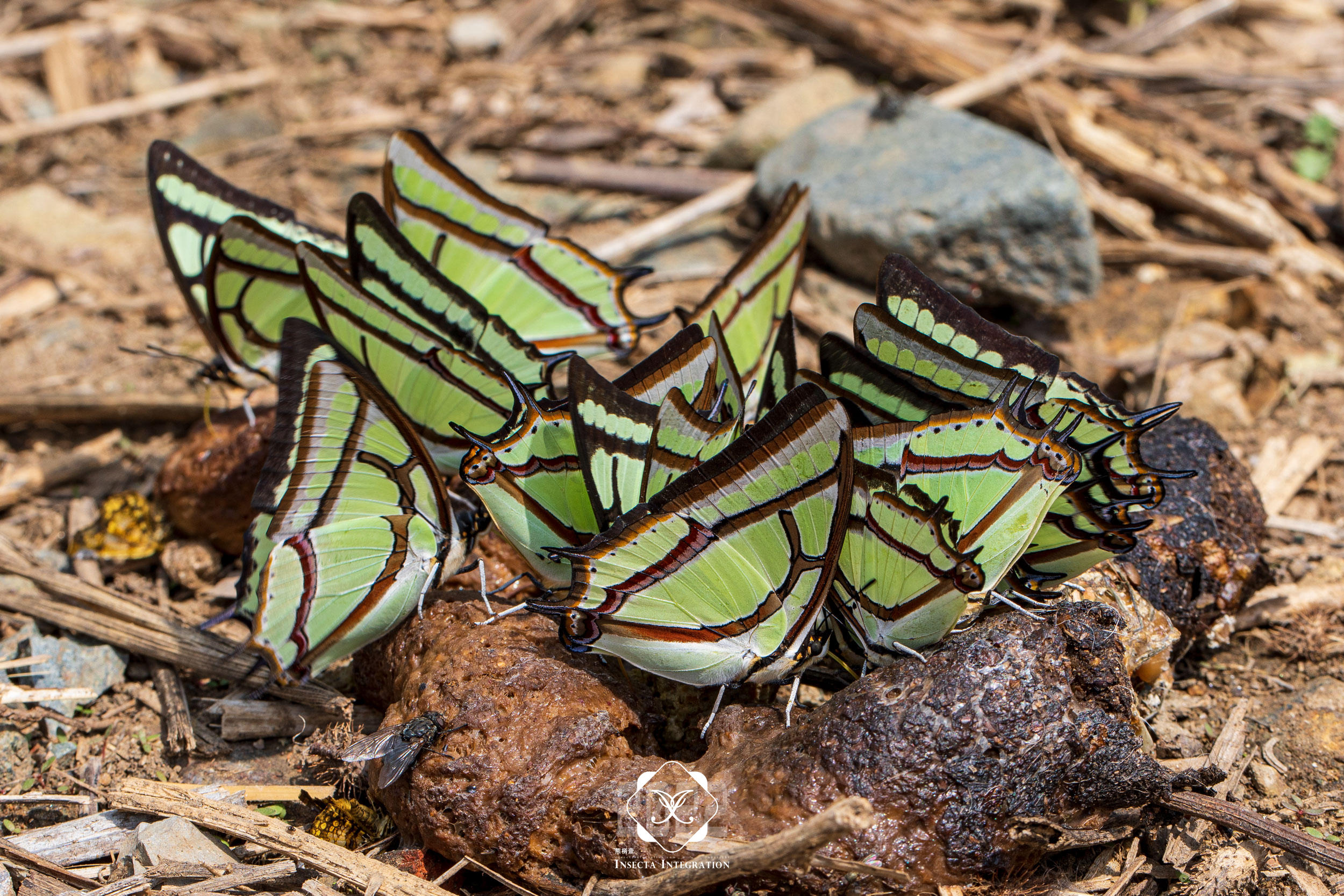 二尾蛱蝶 Polyura narcaea – IISDW