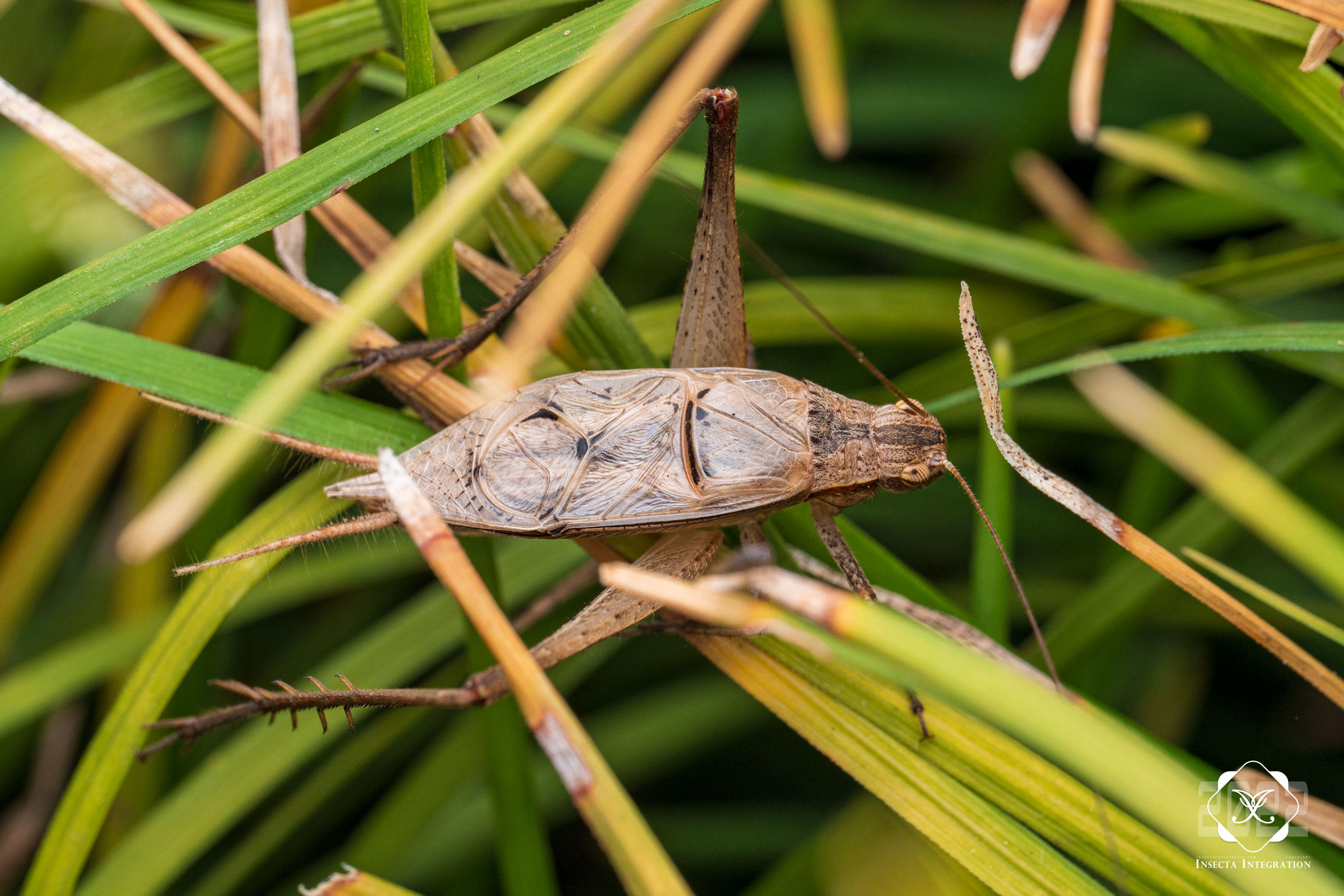 云斑金蟋 Xenogryllus marmoratus – IISDW