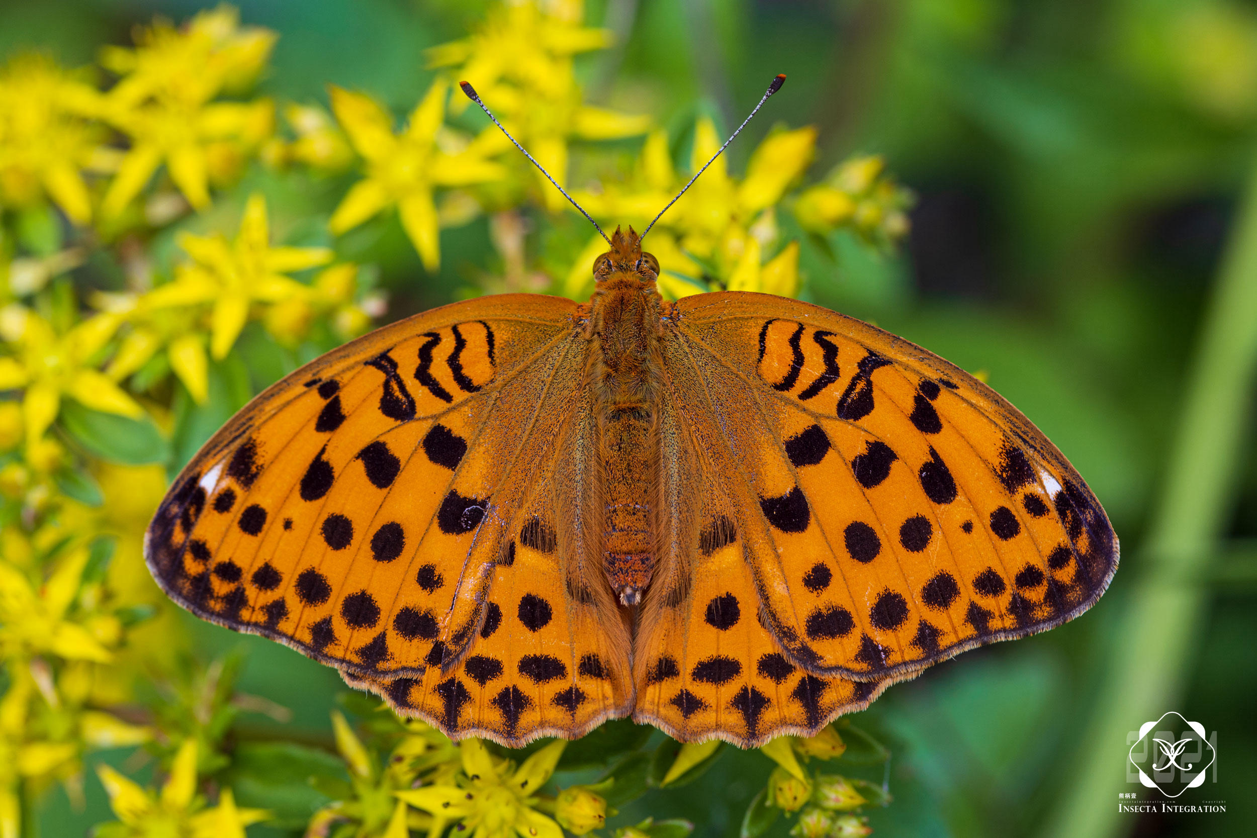 云豹蛱蝶属 Nephargynnis – IISDW