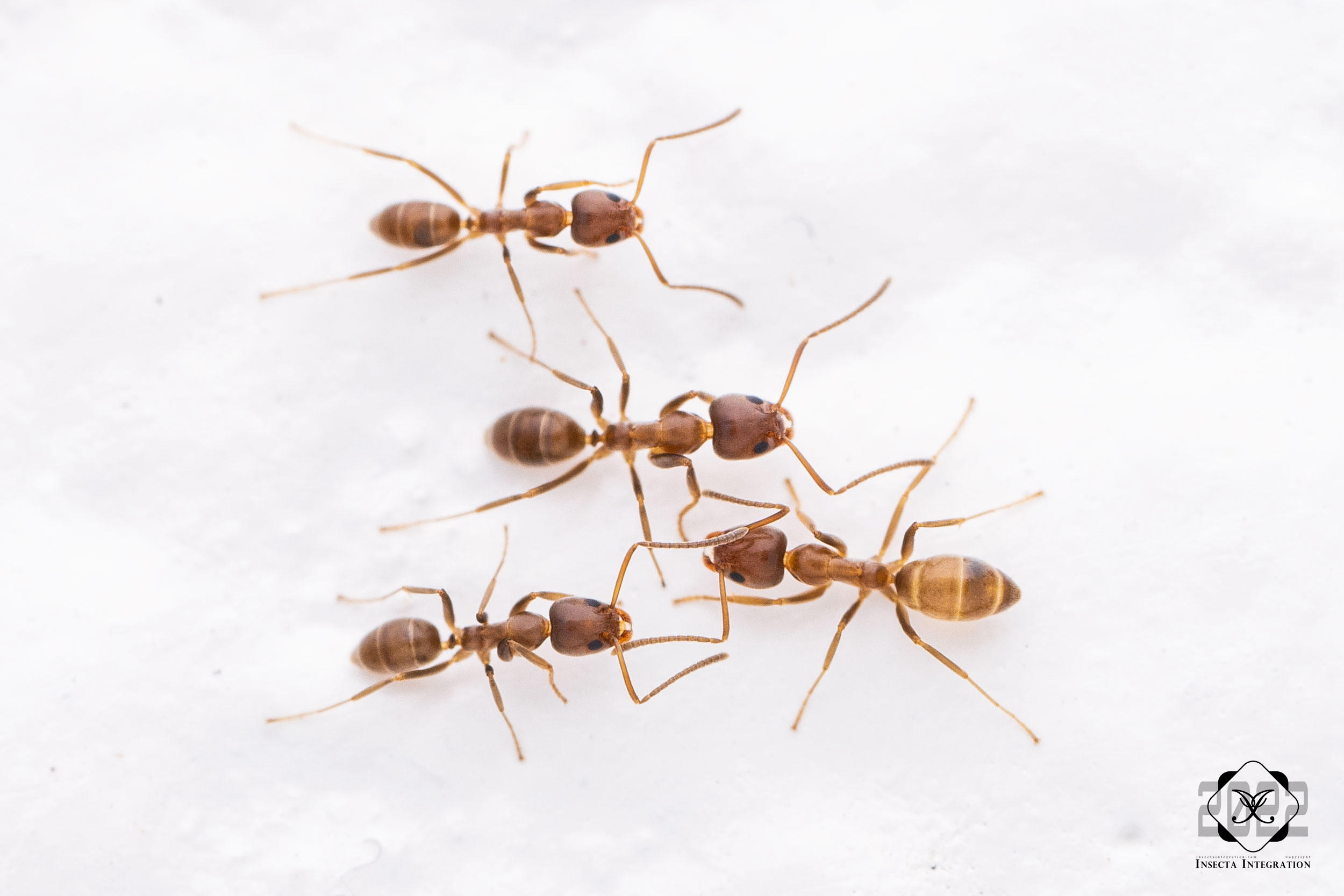 小麻臭蚁 Linepithema humile – IISDW