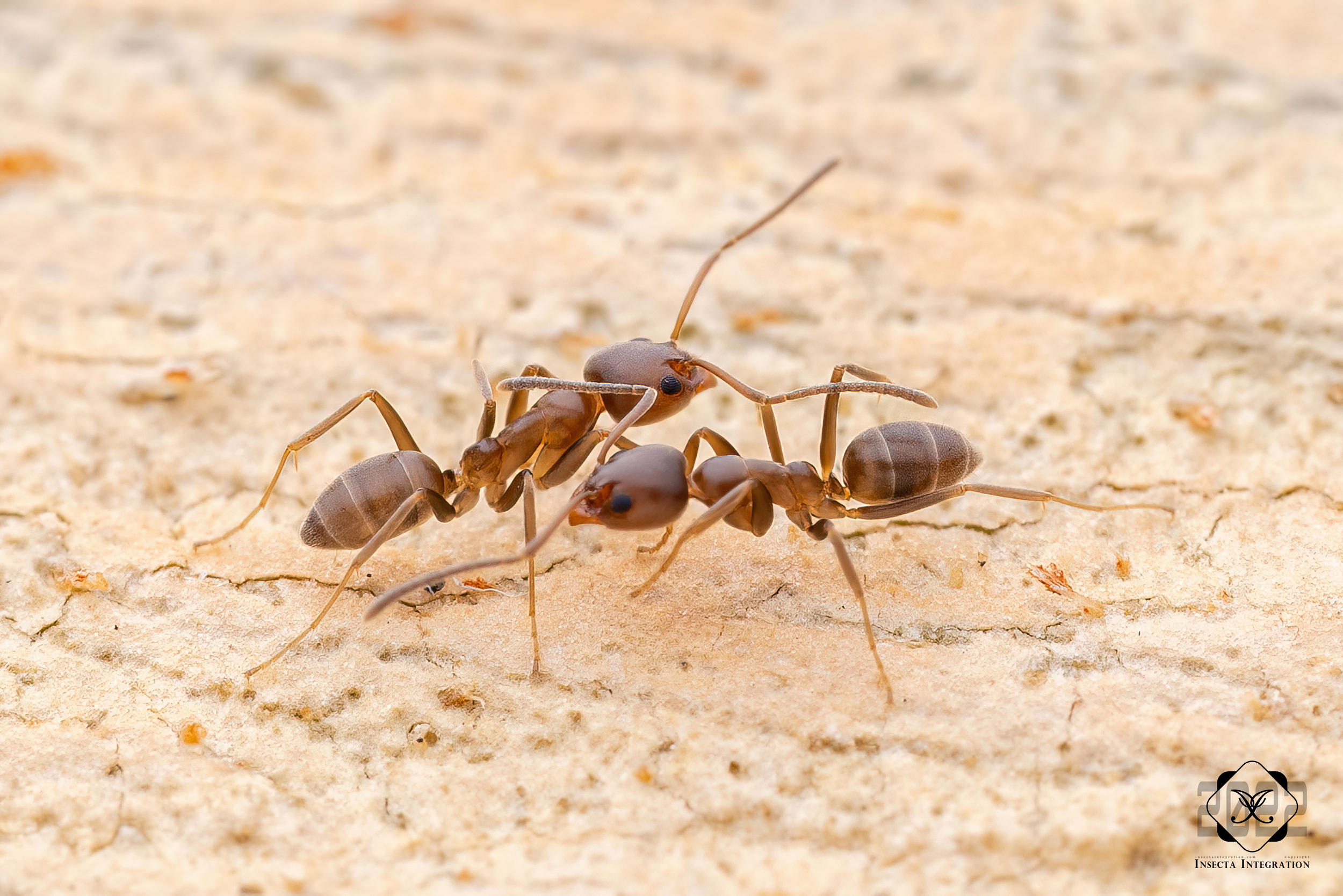 小麻臭蚁 Linepithema humile – IISDW