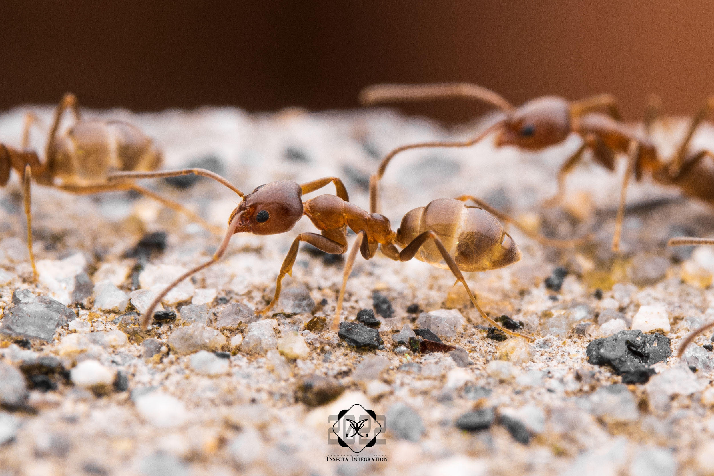 小麻臭蚁 Linepithema humile – IISDW