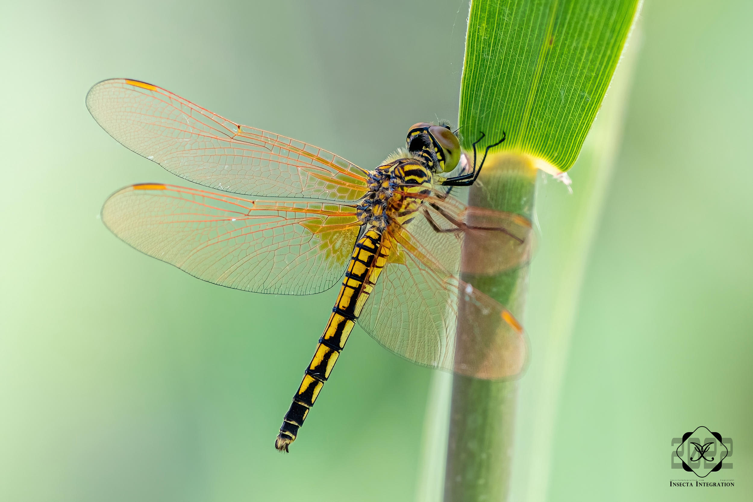 异色多纹蜻 Deielia phaon – IISDW