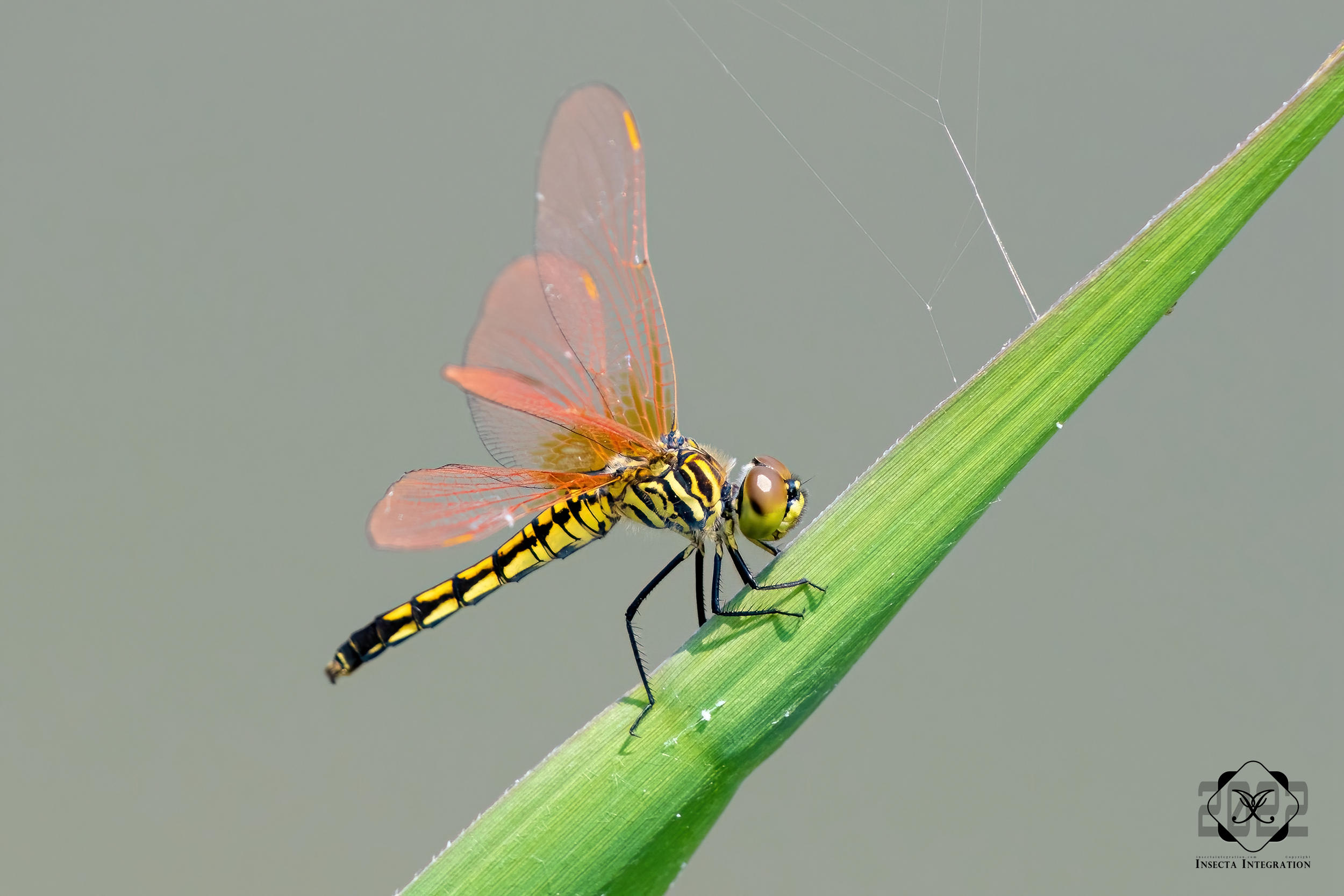 异色多纹蜻 Deielia phaon – IISDW