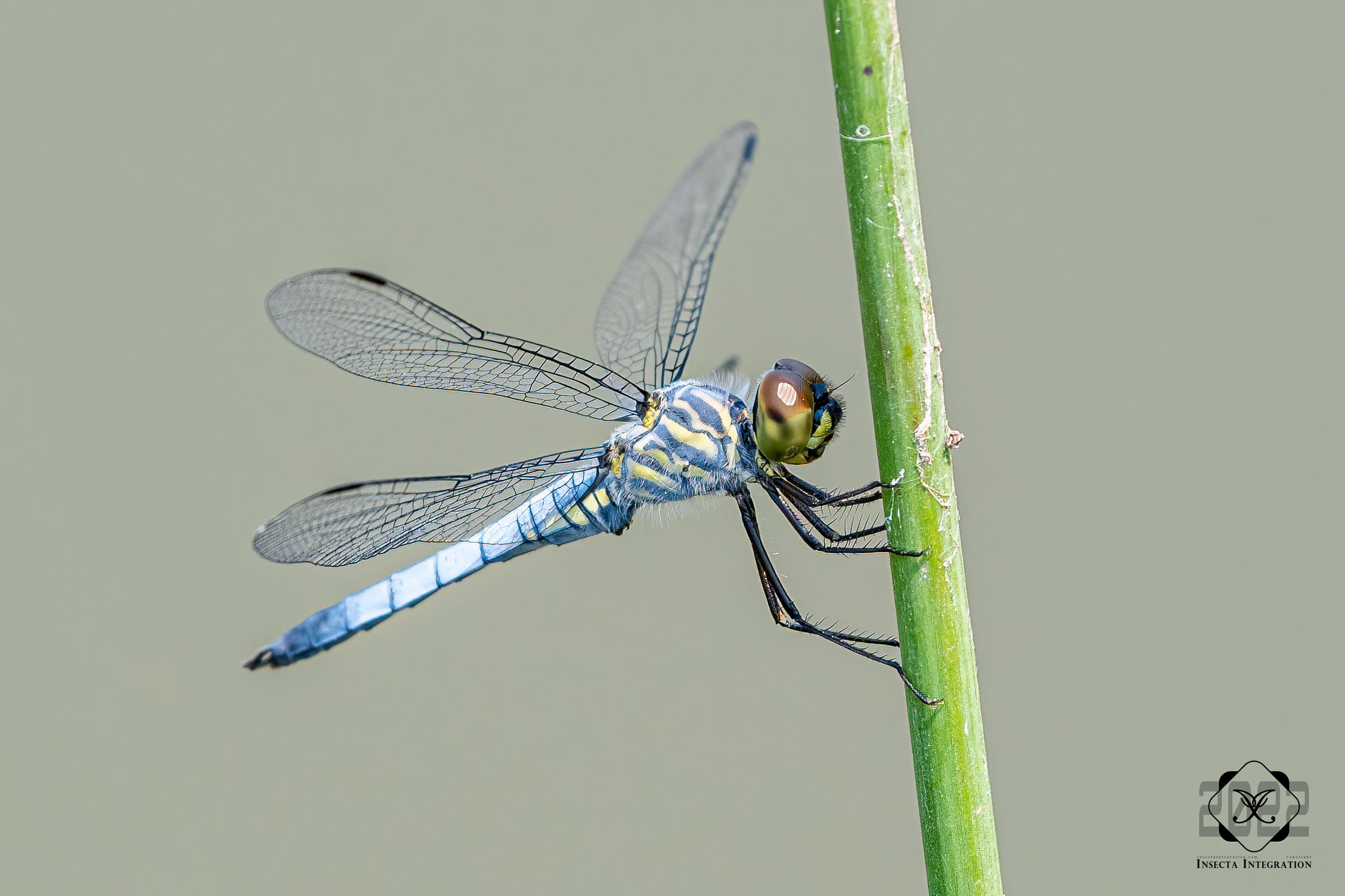 异色多纹蜻 Deielia phaon – IISDW