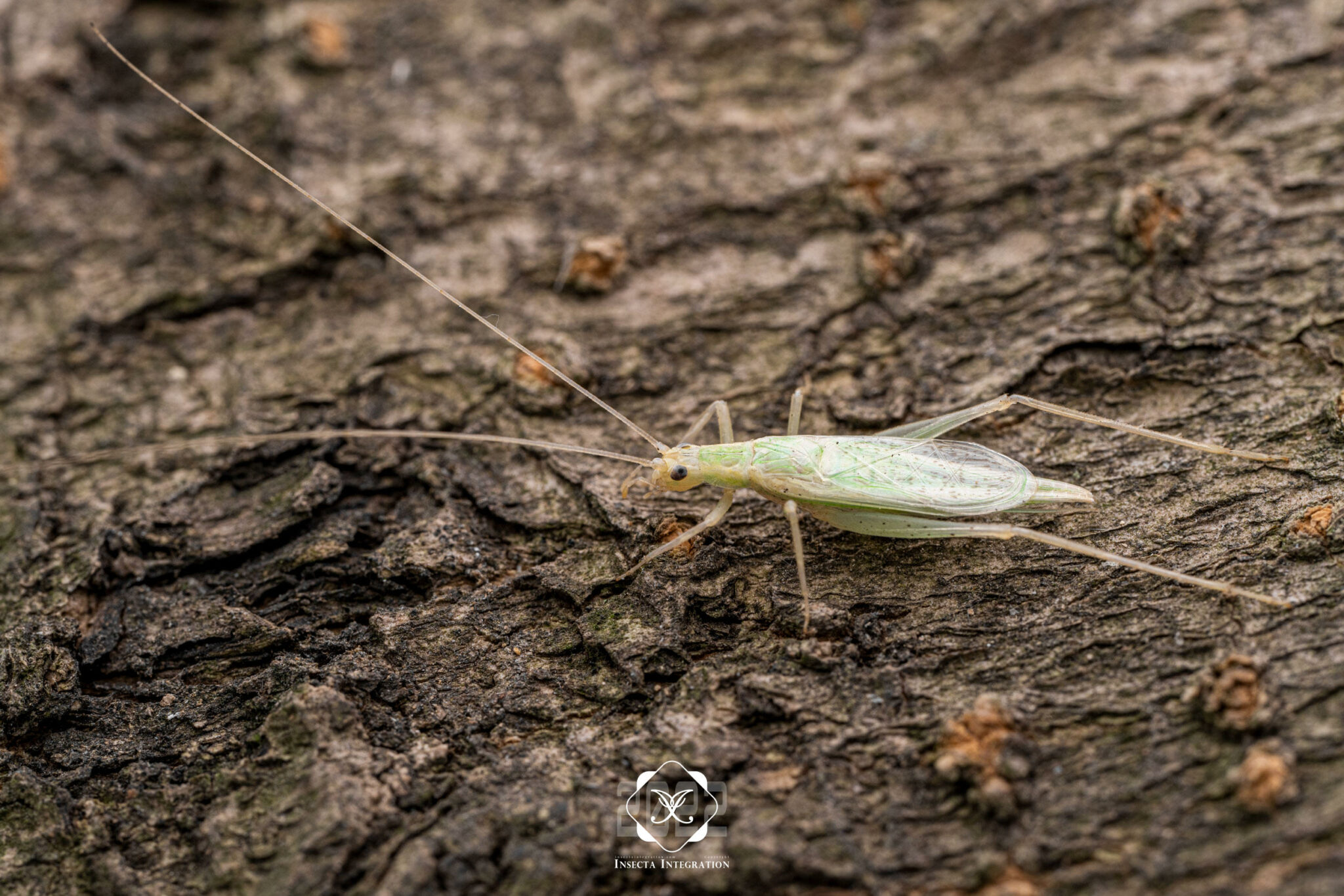 树蟋属 Oecanthus – IISDW