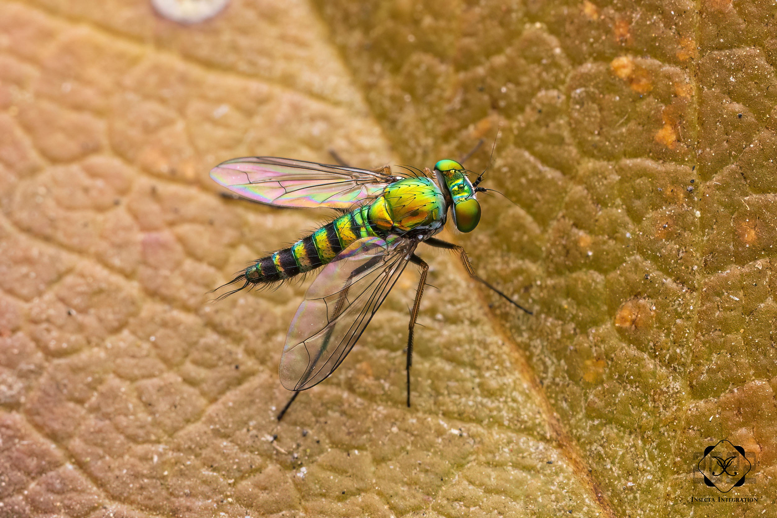 格氏瘤长足虻 Condylostylus graenicheri – IISDW