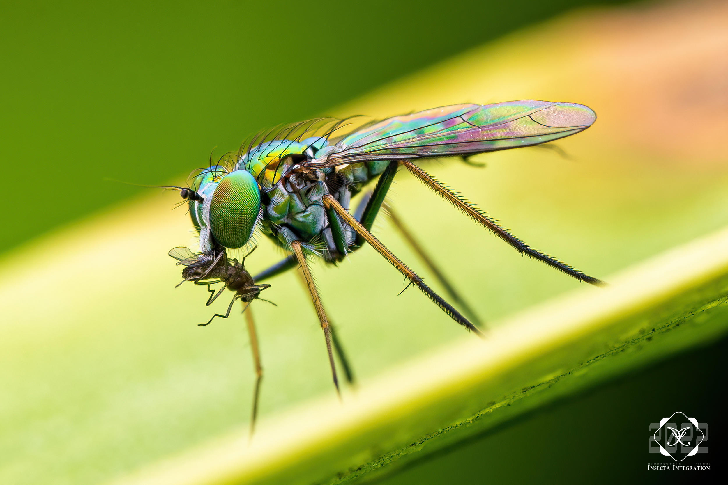 格氏瘤长足虻 Condylostylus graenicheri – IISDW