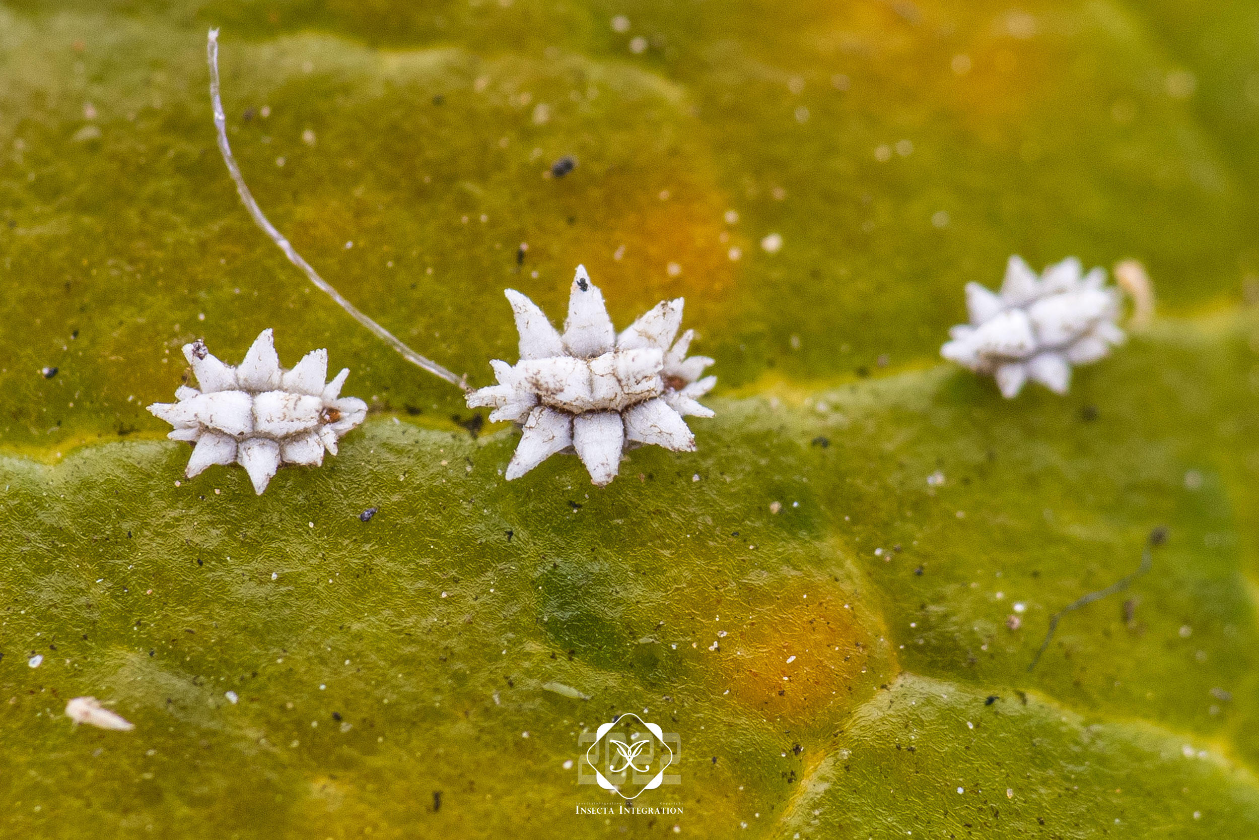 橙蜡蚧 Ceroplastes sinensis – IISDW