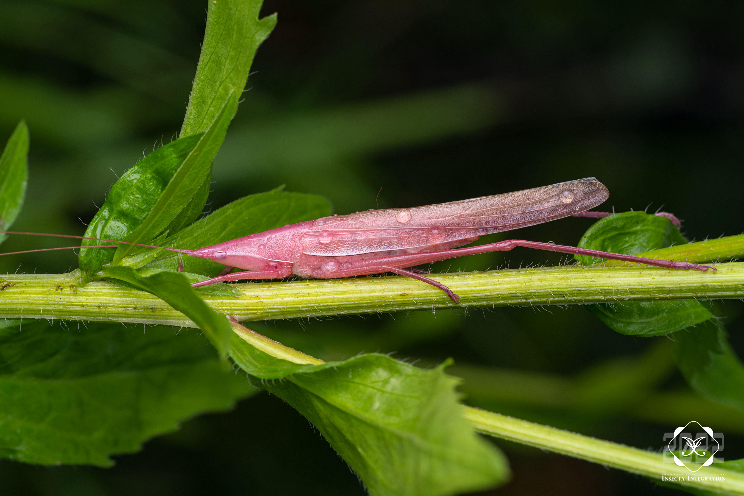玫色优草螽 Euconocephalus rosaceus – IISDW