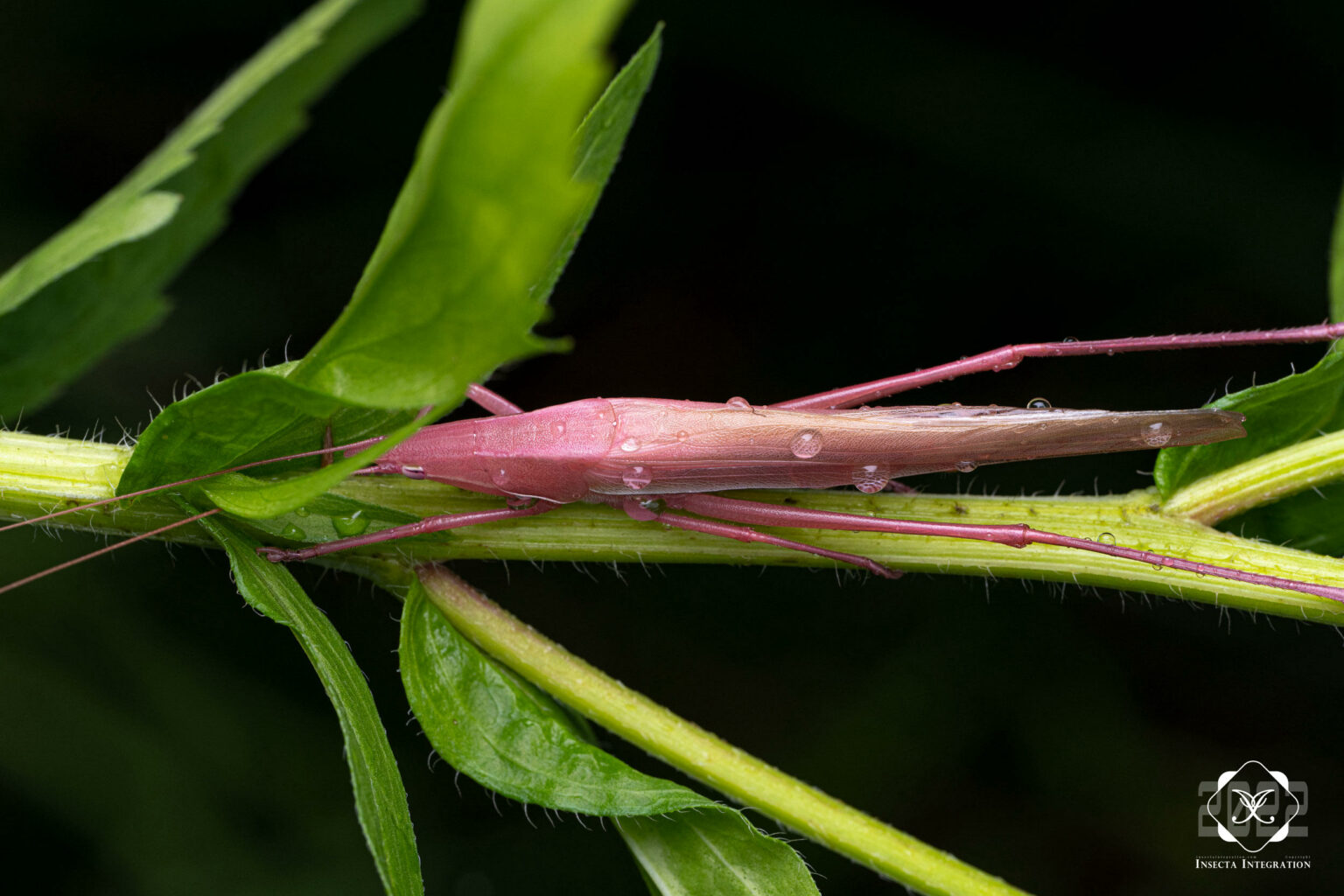 优草螽属 Euconocephalus – IISDW