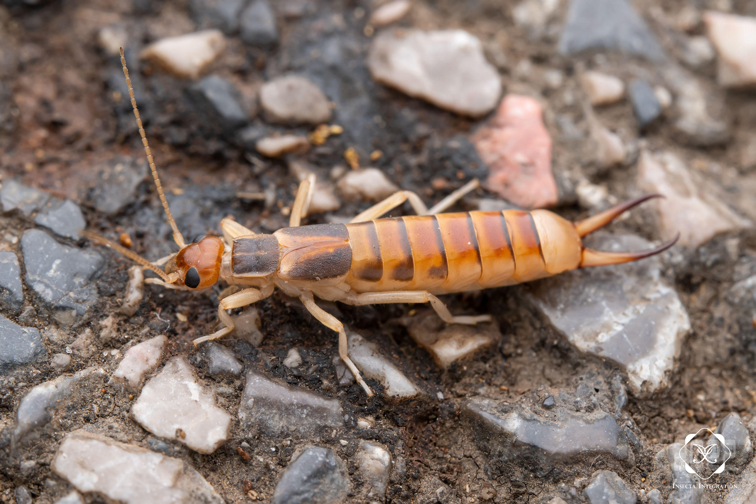 蠼螋 Labidura riparia – IISDW