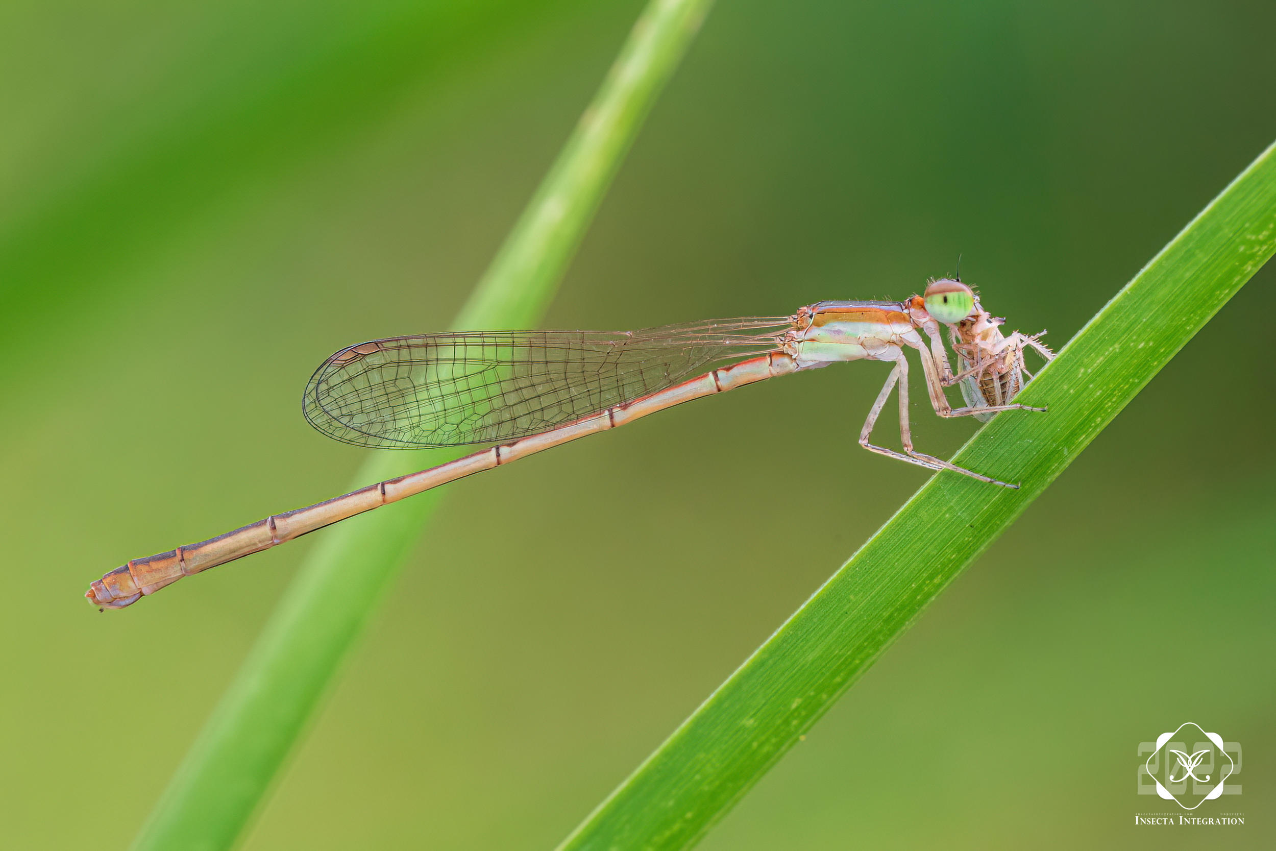 黄尾小蟌 Agriocnemis pygmaea – IISDW
