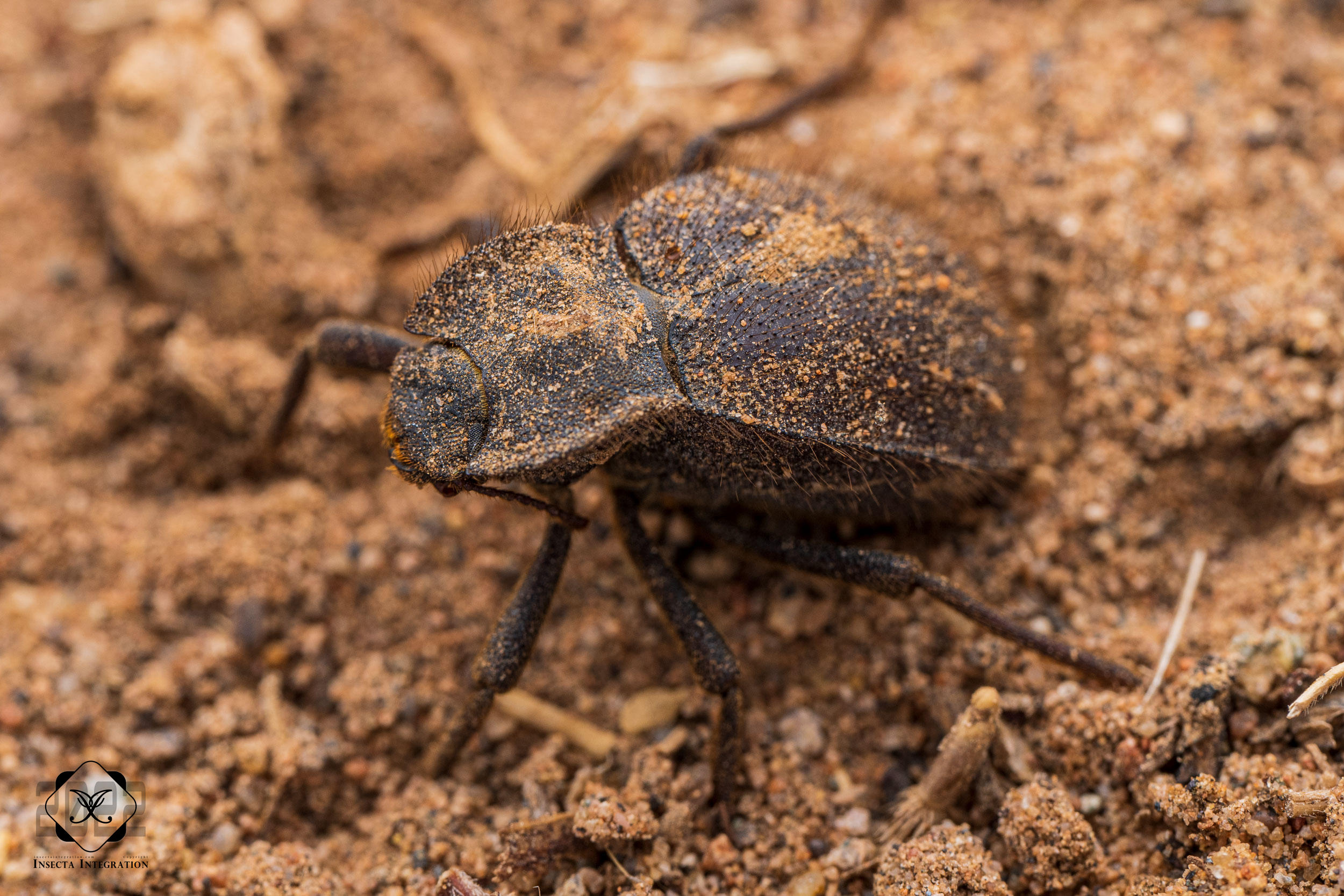 刺毛窄甲 Stenomorpha muricatula – IISDW