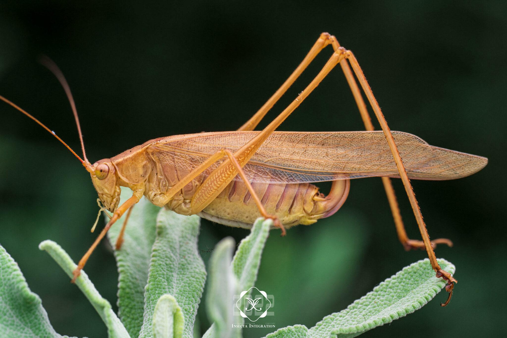 螽斯科 Tettigoniidae – IISDW