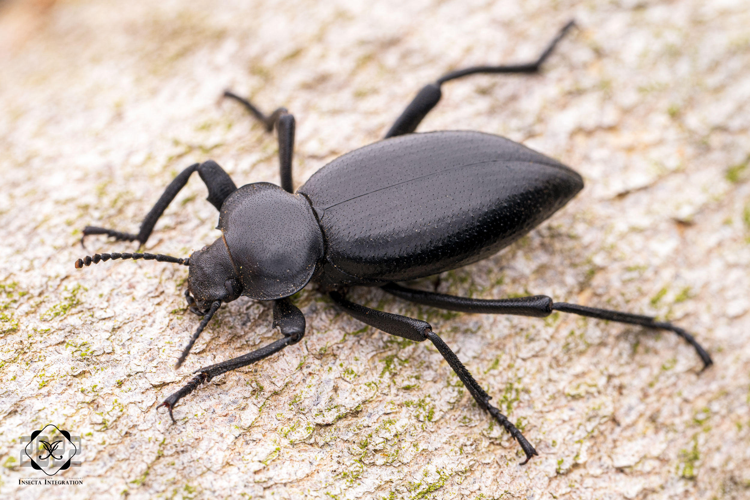 亮甲属 Eleodes – IISDW