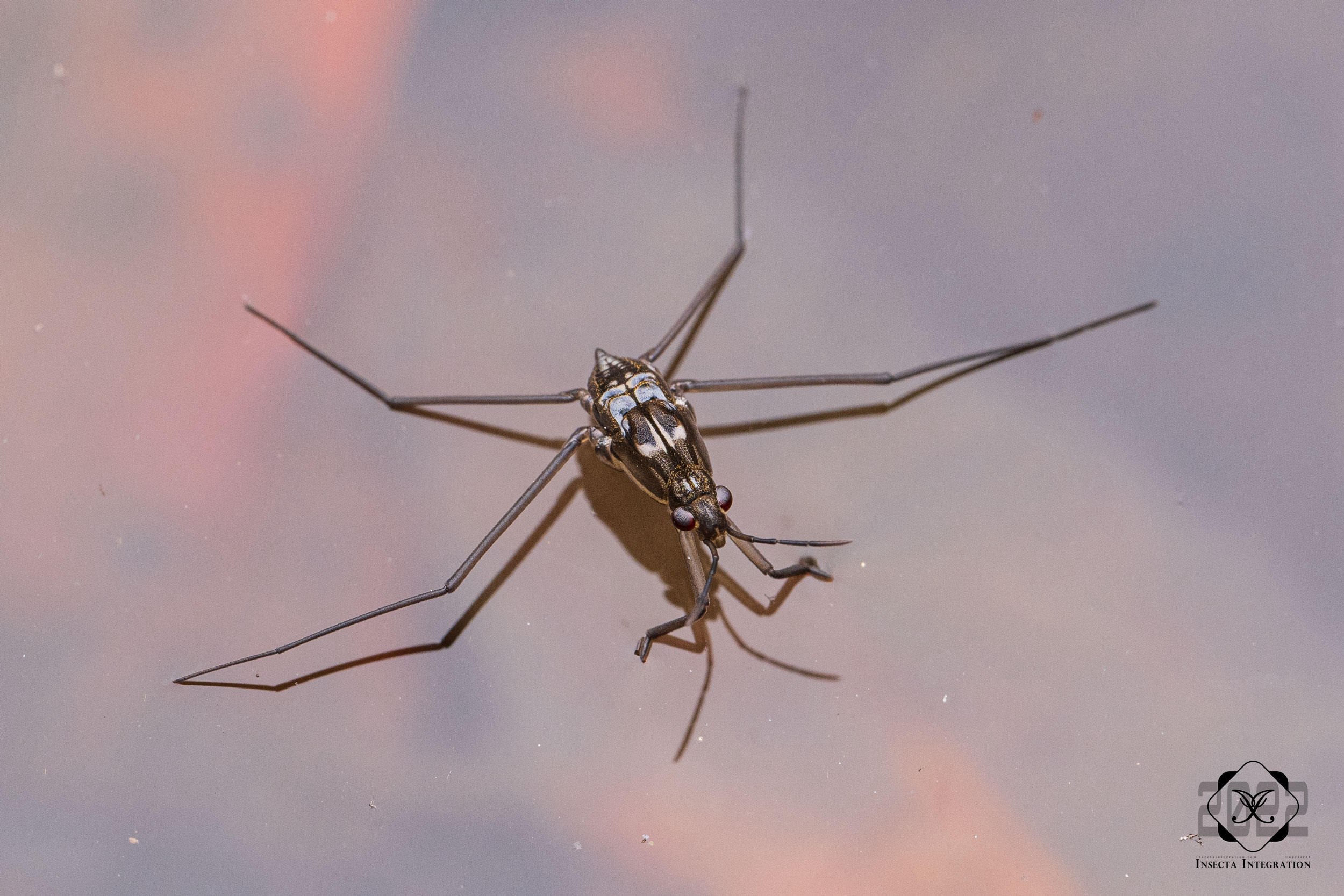 普通大黾蝽 Aquarius remigis – IISDW