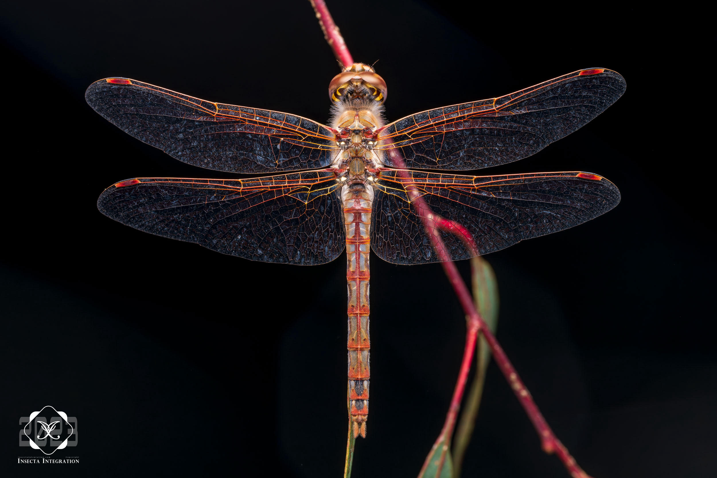 杂色赤蜻 Sympetrum corruptum – IISDW