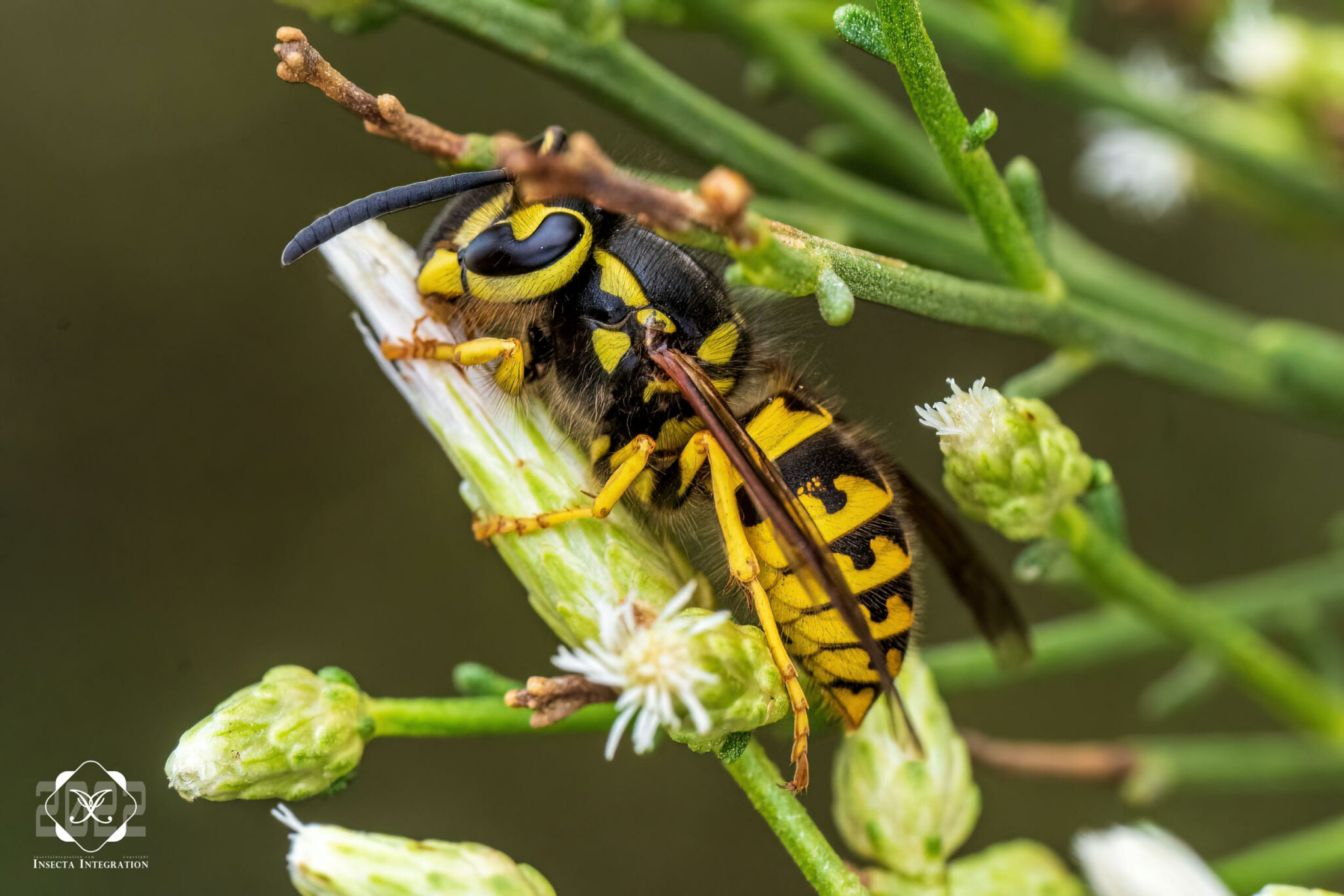 胡蜂科 Vespidae – IISDW