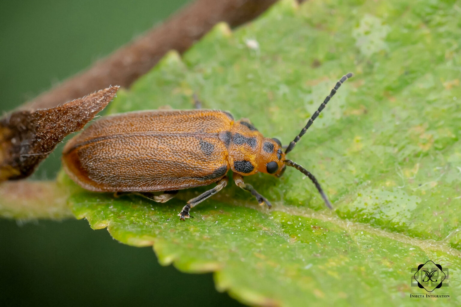 黄毛萤叶甲属 Xanthogaleruca – IISDW