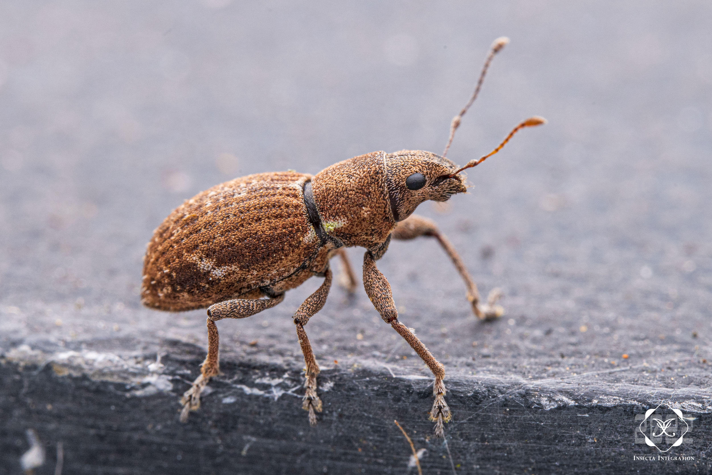 象甲科 Curculionidae – IISDW