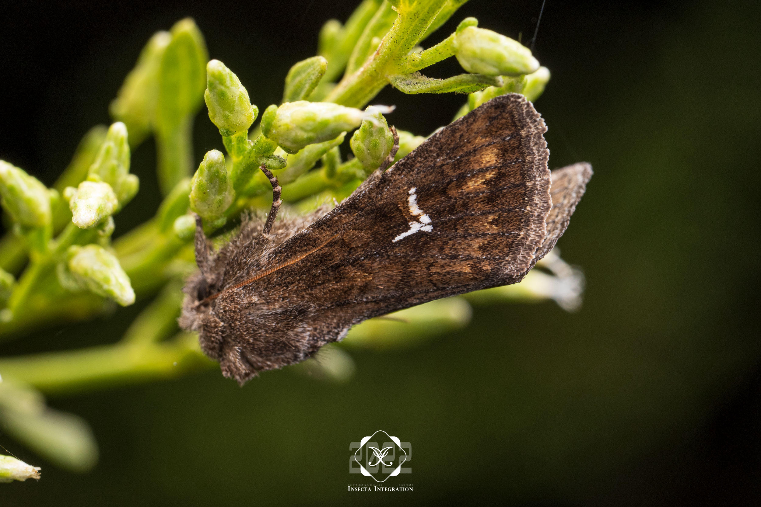 簇夜蛾属 Tricholita – IISDW