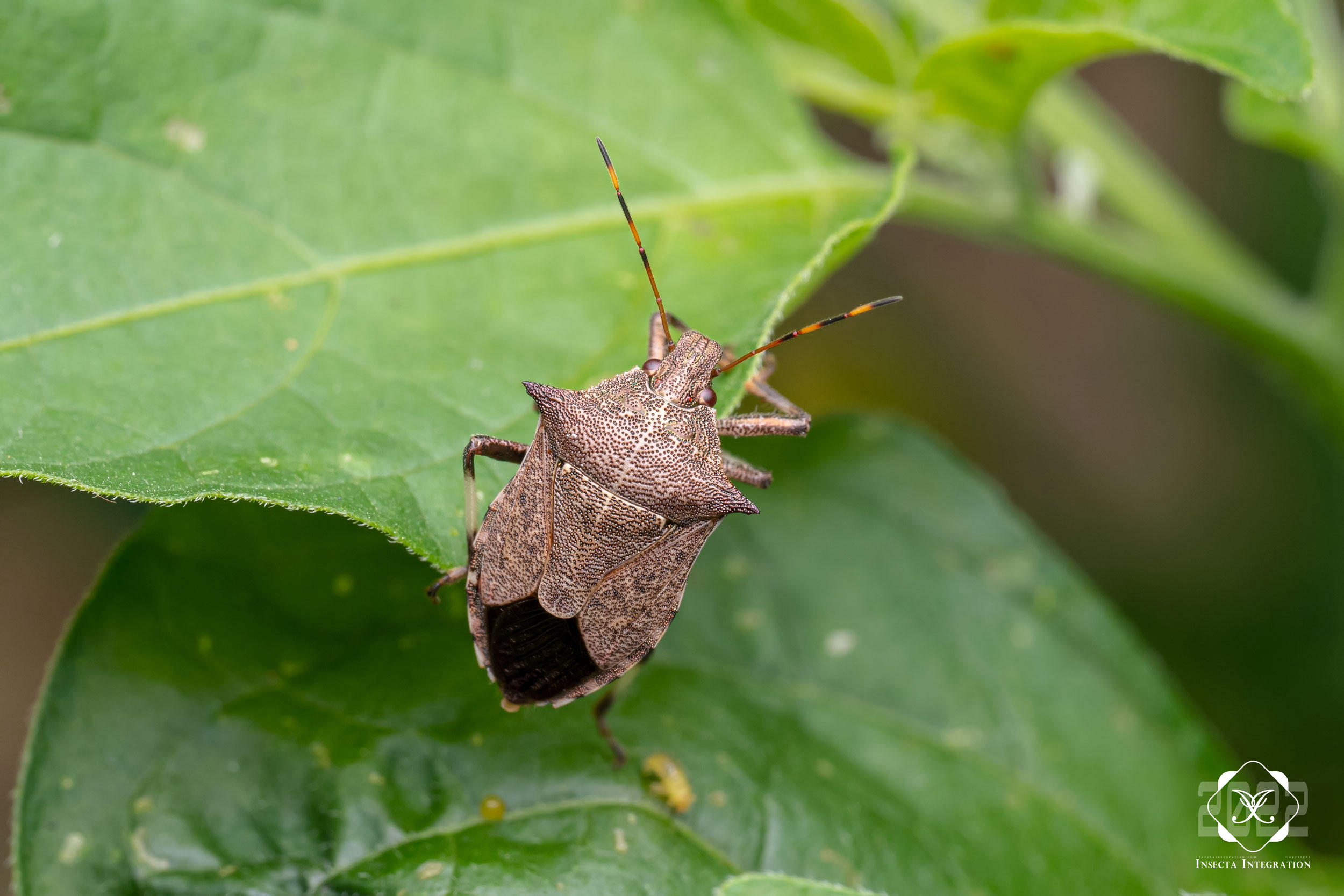 益蝽 Picromerus lewisi – IISDW