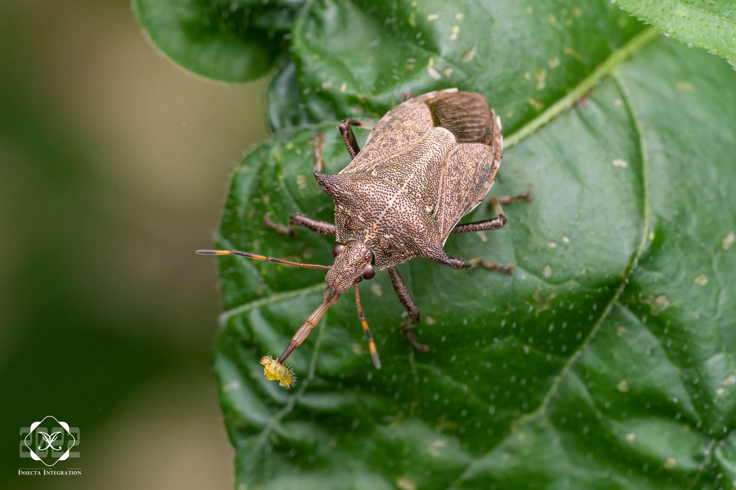 益蝽 Picromerus lewisi – IISDW