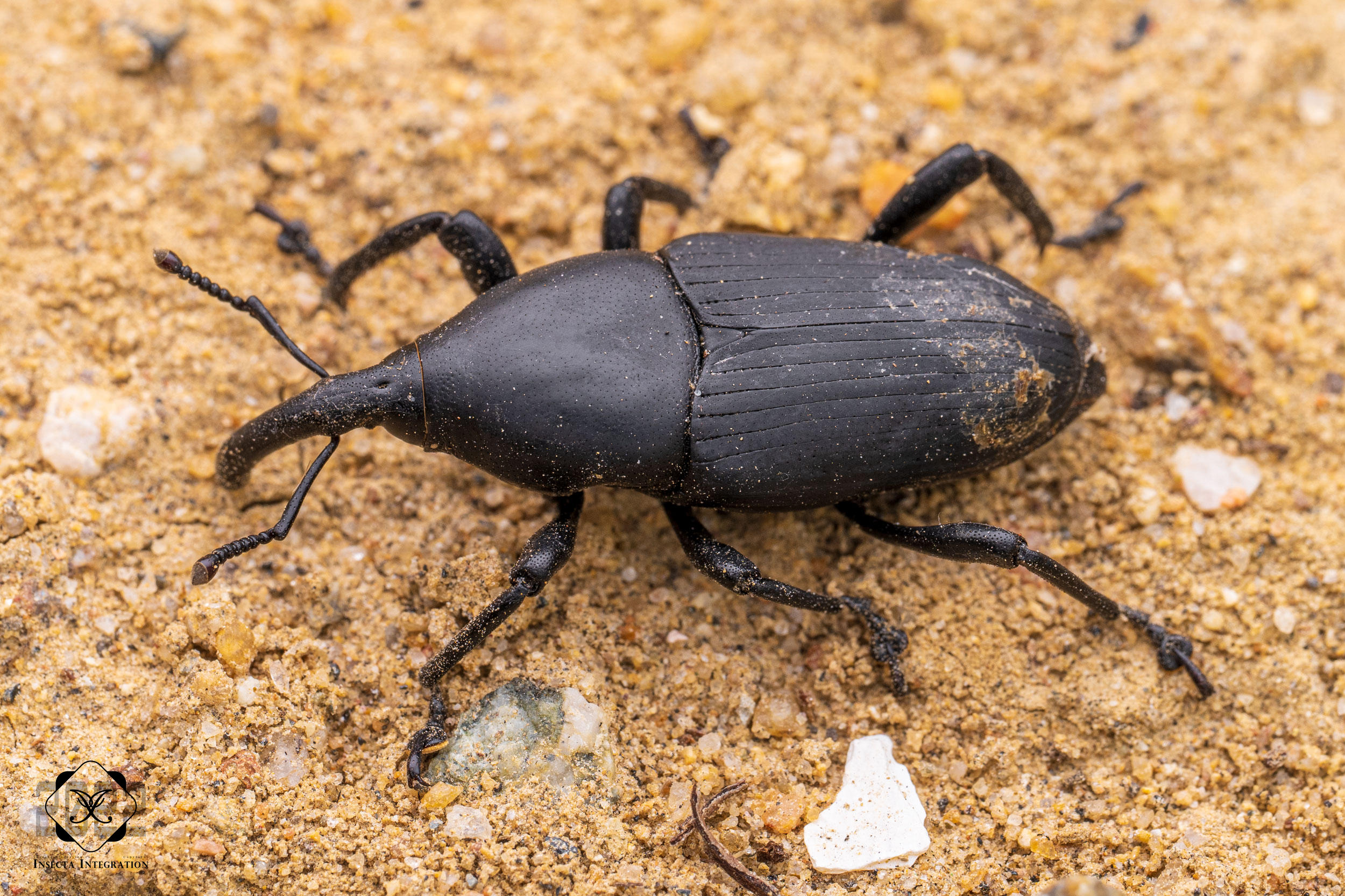 象甲科 Curculionidae – IISDW