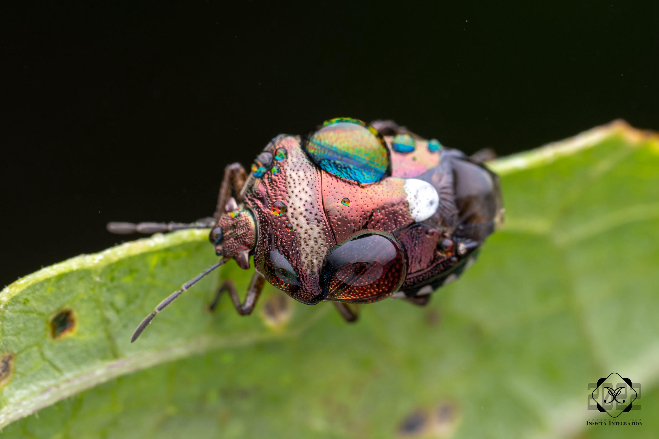 紫蓝曼蝽 Menida violacea – IISDW