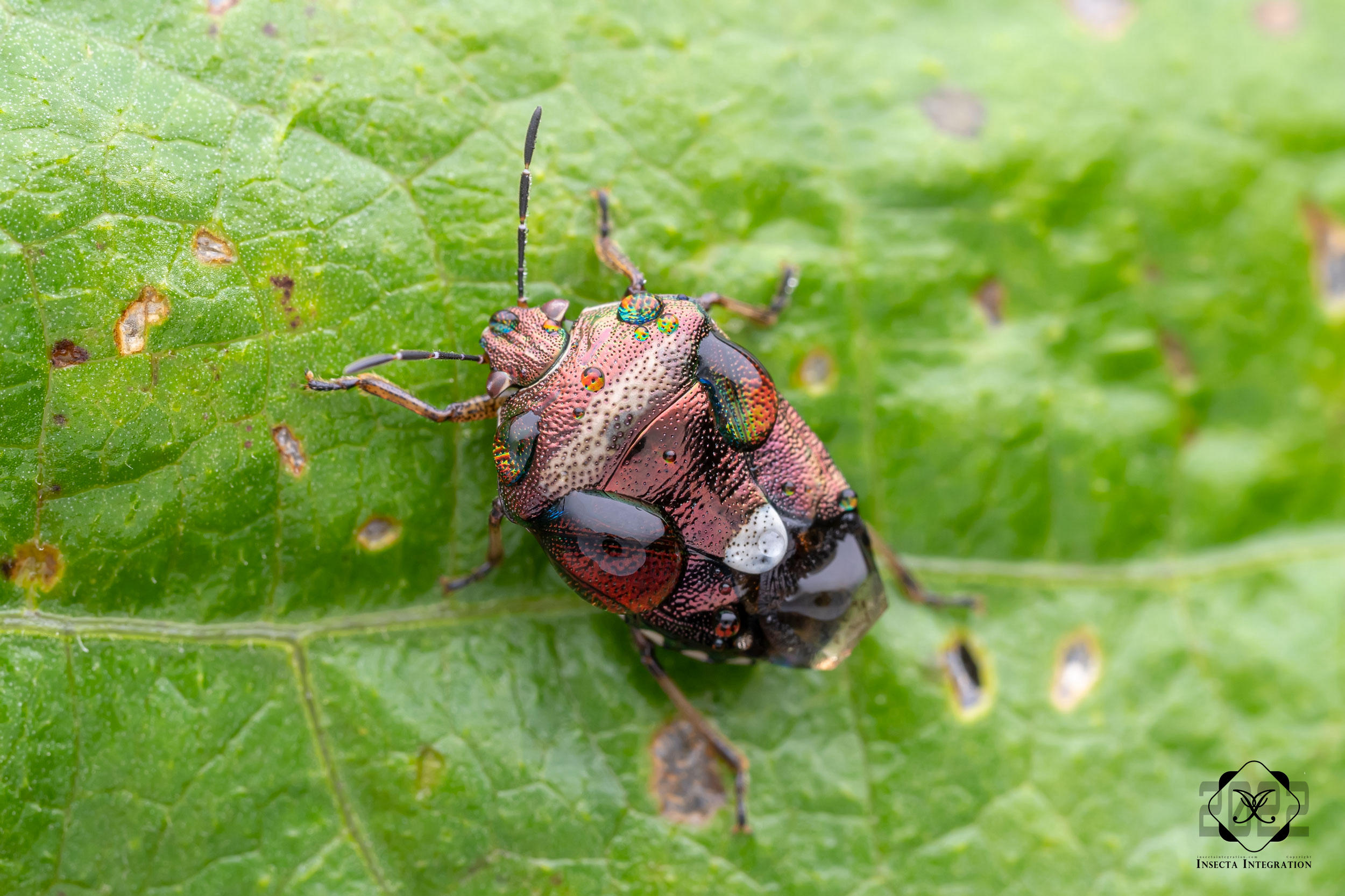 紫蓝曼蝽 Menida violacea – IISDW