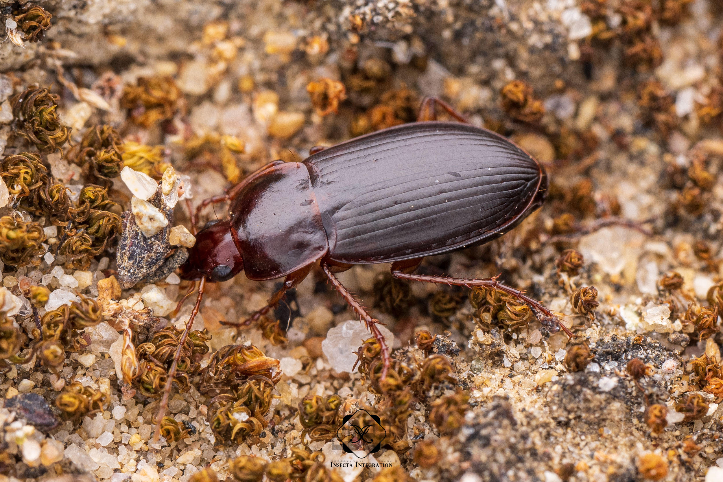 梳爪步甲属 Calathus – IISDW