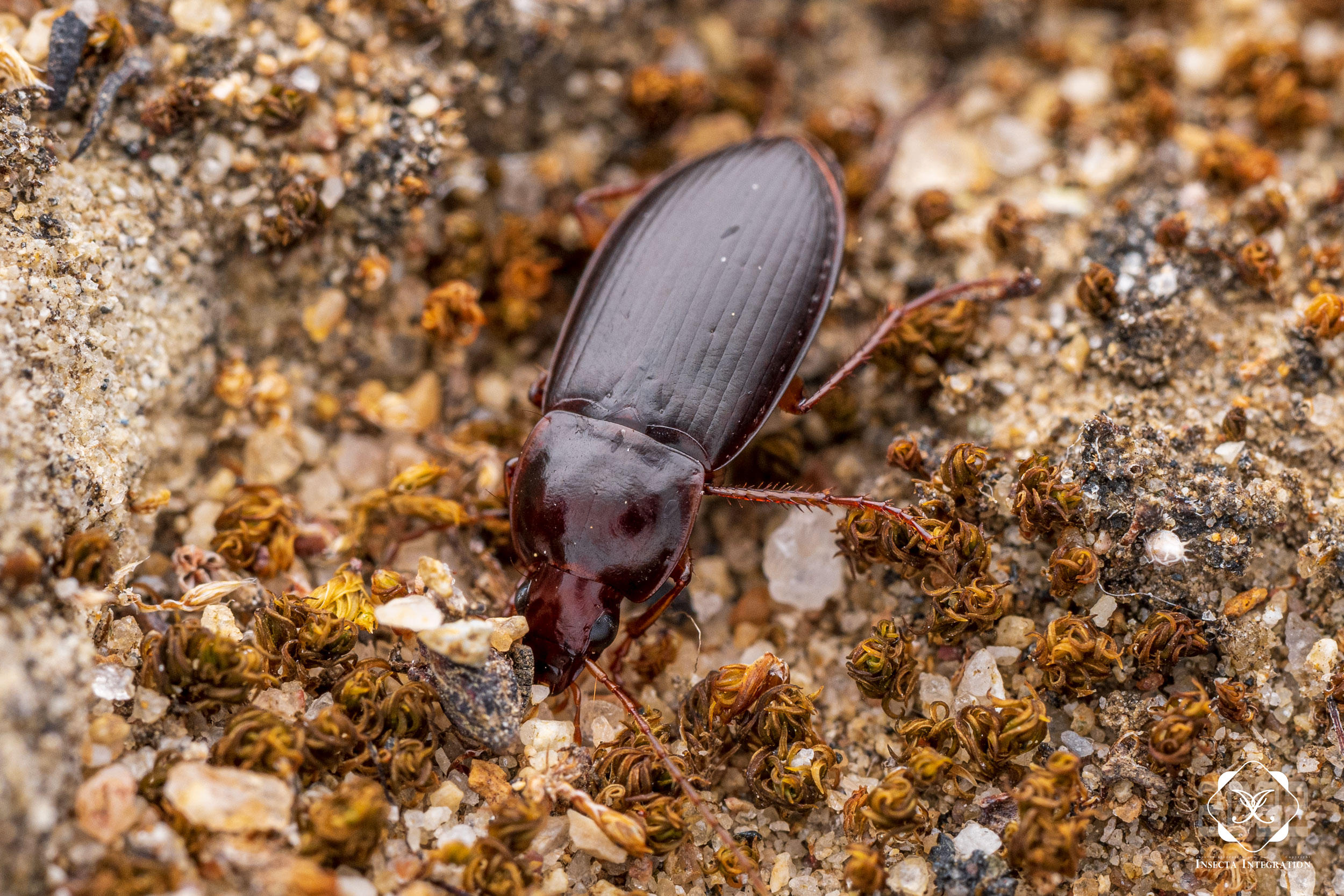 红胸梳爪步甲 Calathus ruficollis – IISDW