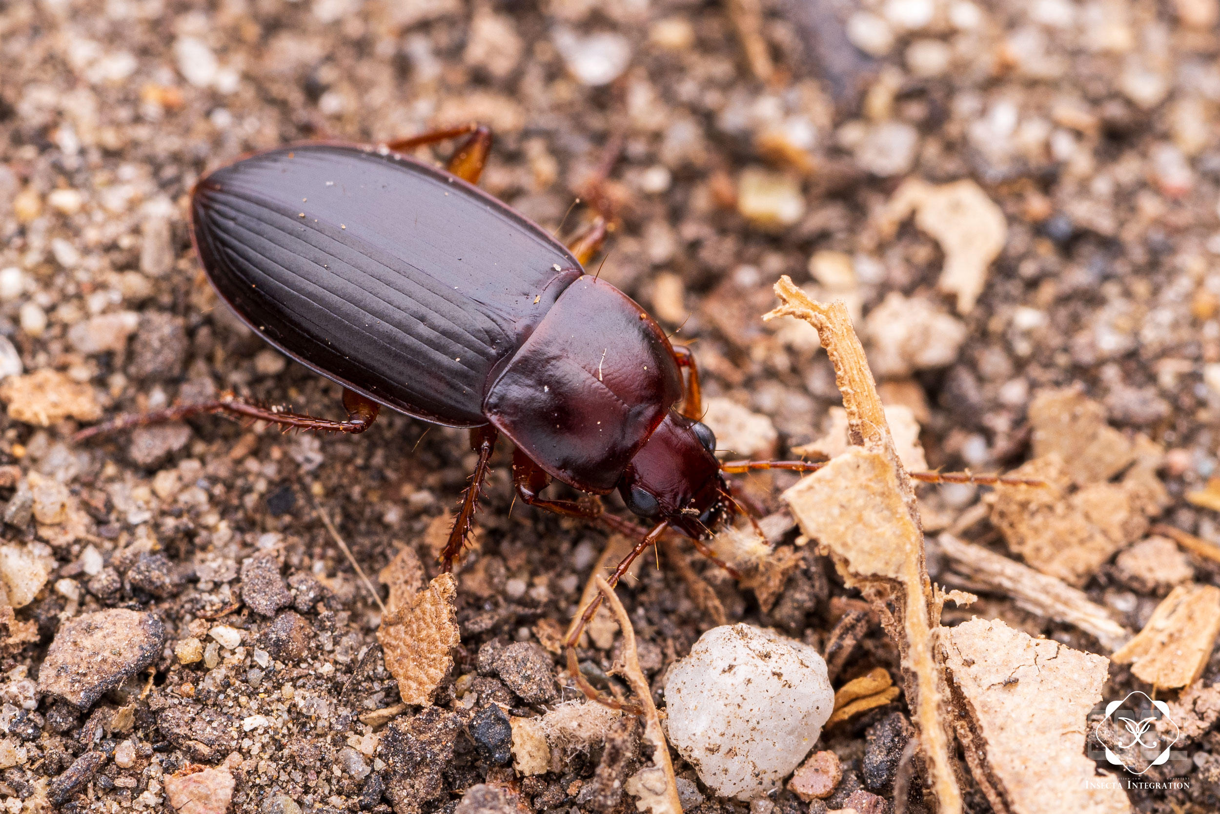 红胸梳爪步甲 Calathus ruficollis – IISDW