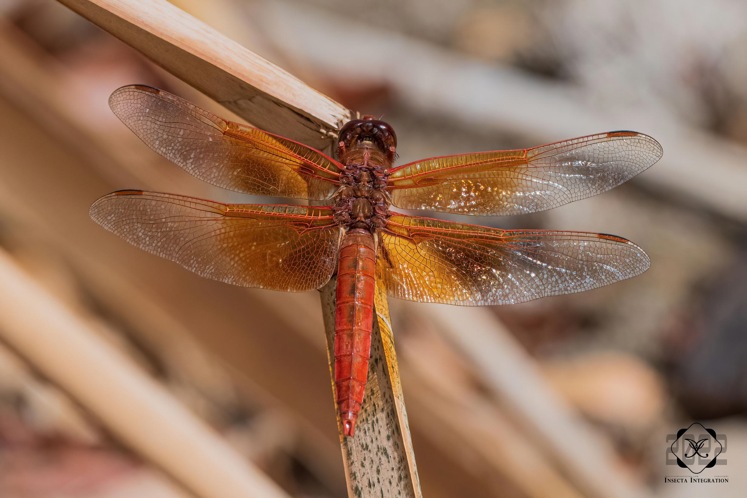 绚斑蜻 Libellula saturata – IISDW