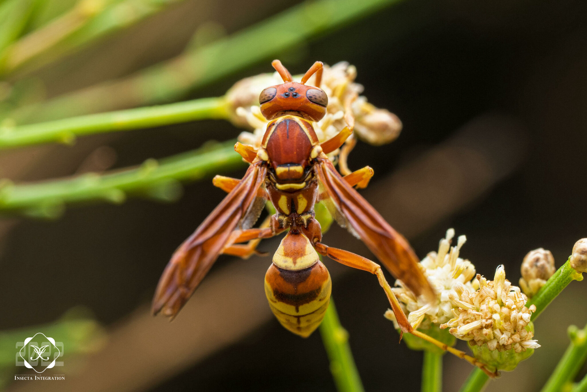 马蜂属 Polistes – IISDW