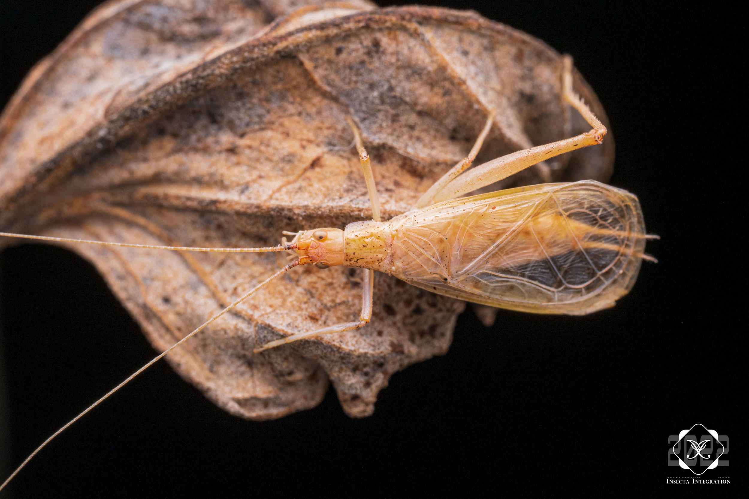 西部树蟋 Oecanthus californicus – IISDW