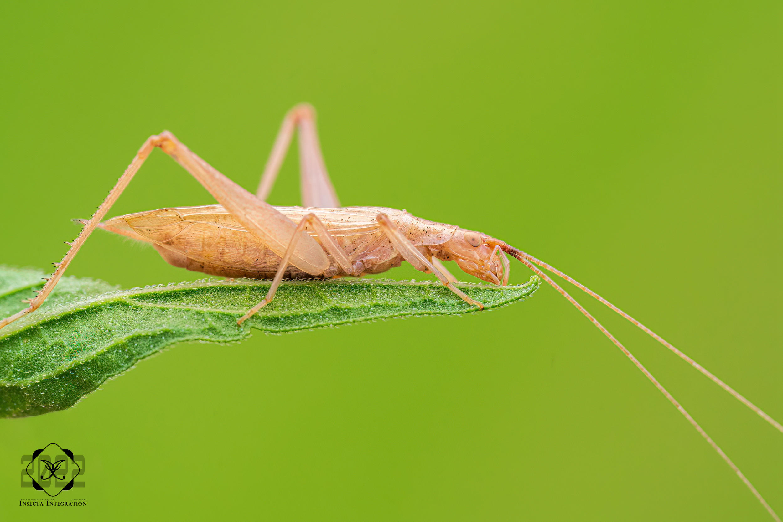 西部树蟋 Oecanthus californicus – IISDW