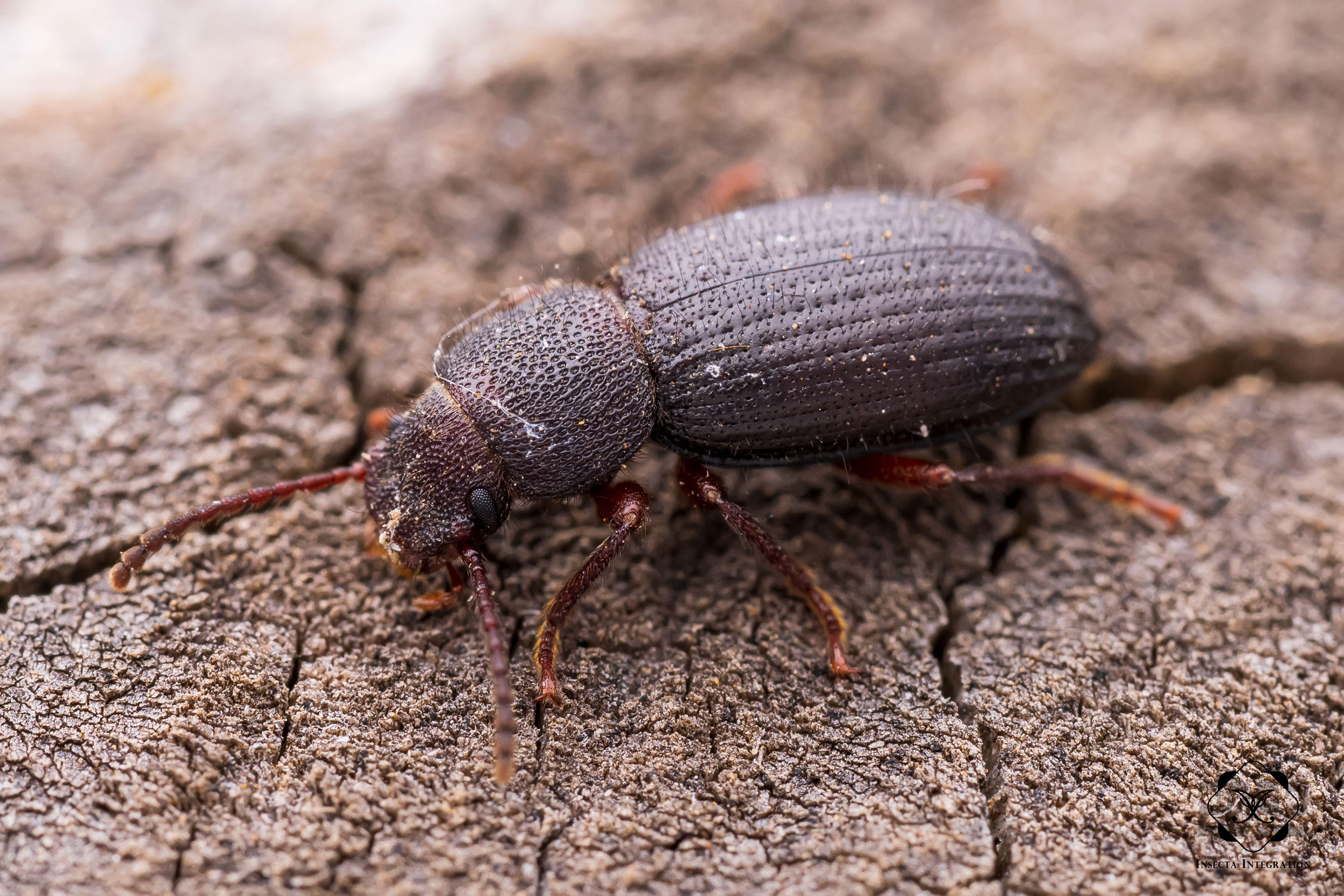 赤足褐甲 Helops confluens – IISDW