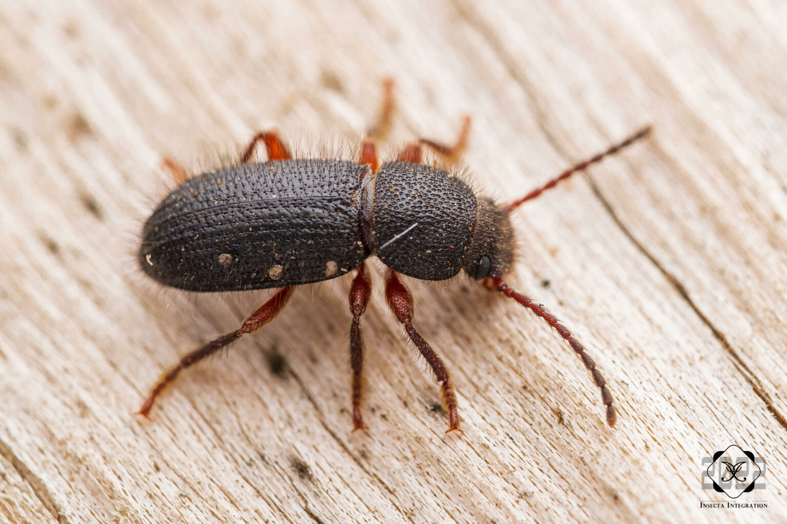 褐甲属 Helops – IISDW