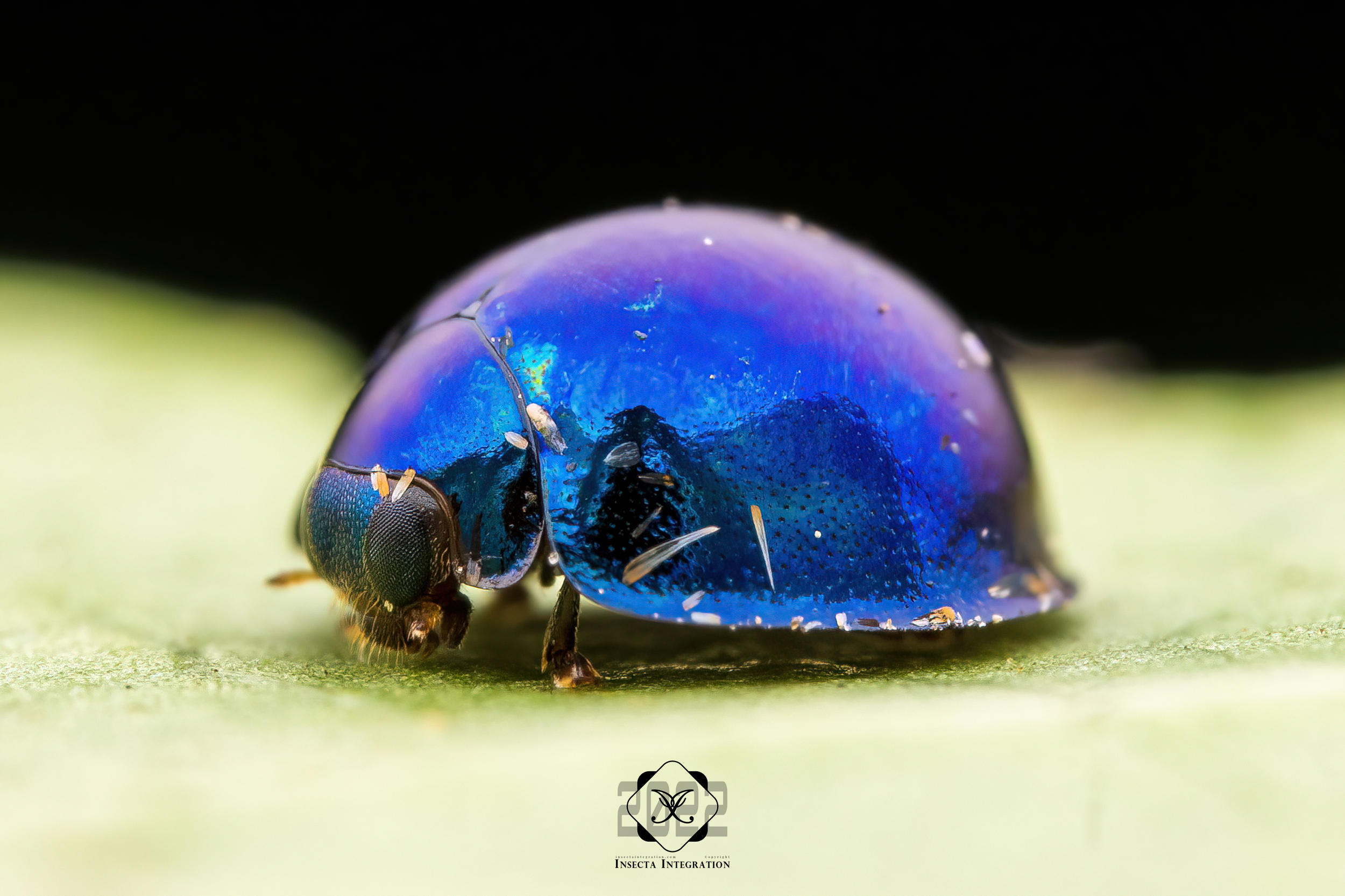 铁蓝瓢虫 Halmus chalybeus – IISDW