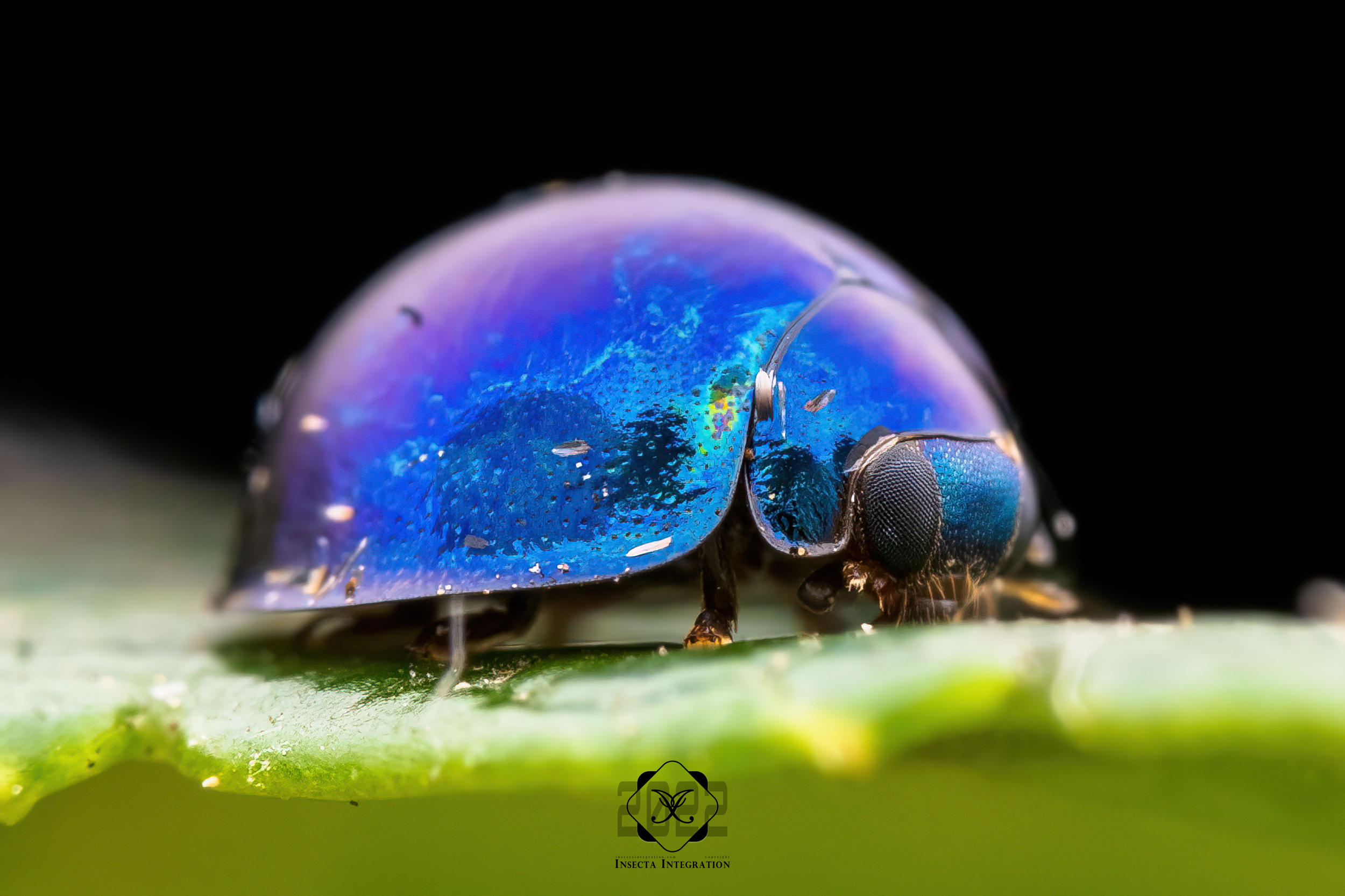 铁蓝瓢虫 Halmus chalybeus – IISDW