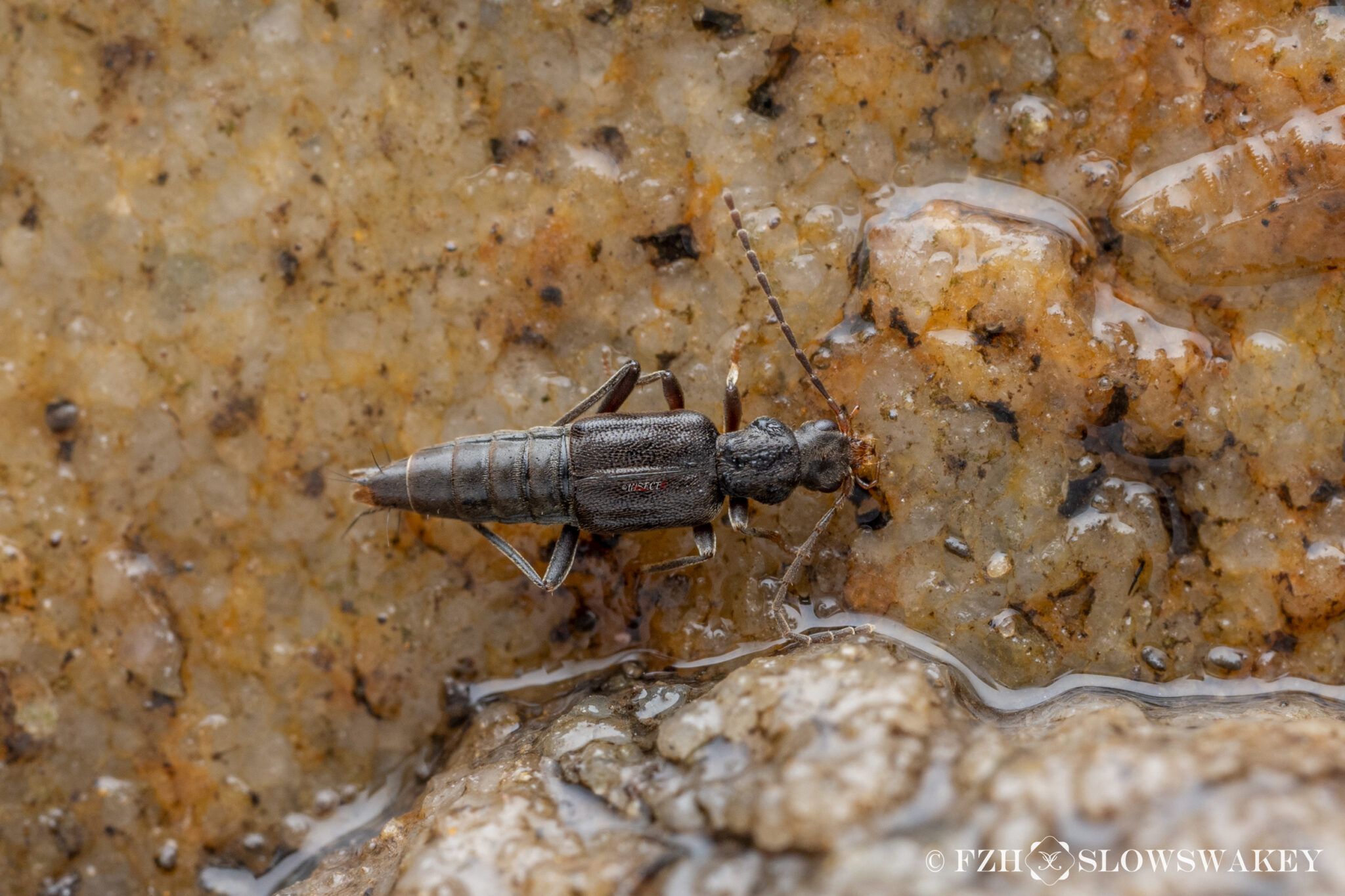 IISDW – Insecta Integration Specimen Database Website