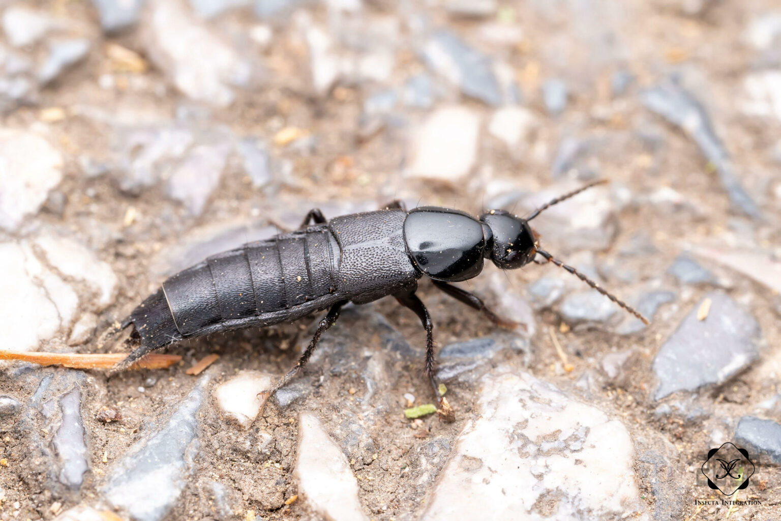 IISDW – Insecta Integration Specimen Database Website