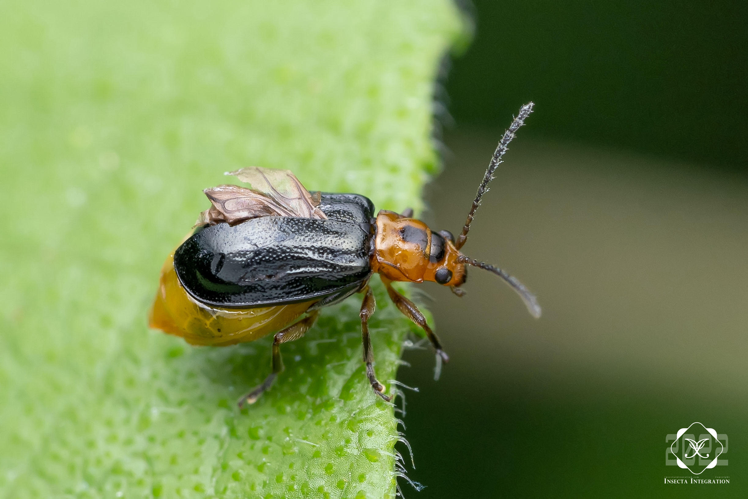 隆脊拟守瓜 Paridea costata – IISDW