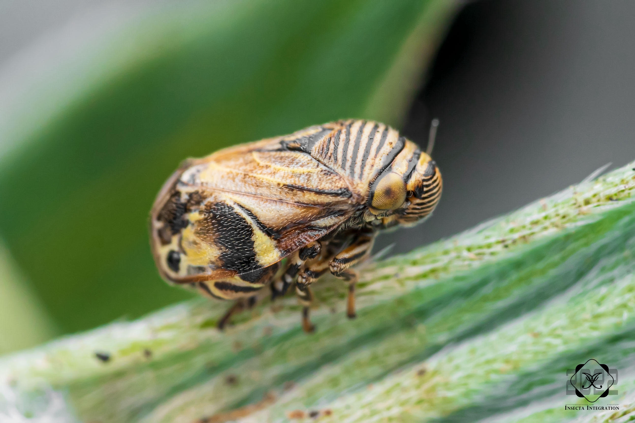 长盾沫蝉属 Clastoptera – IISDW