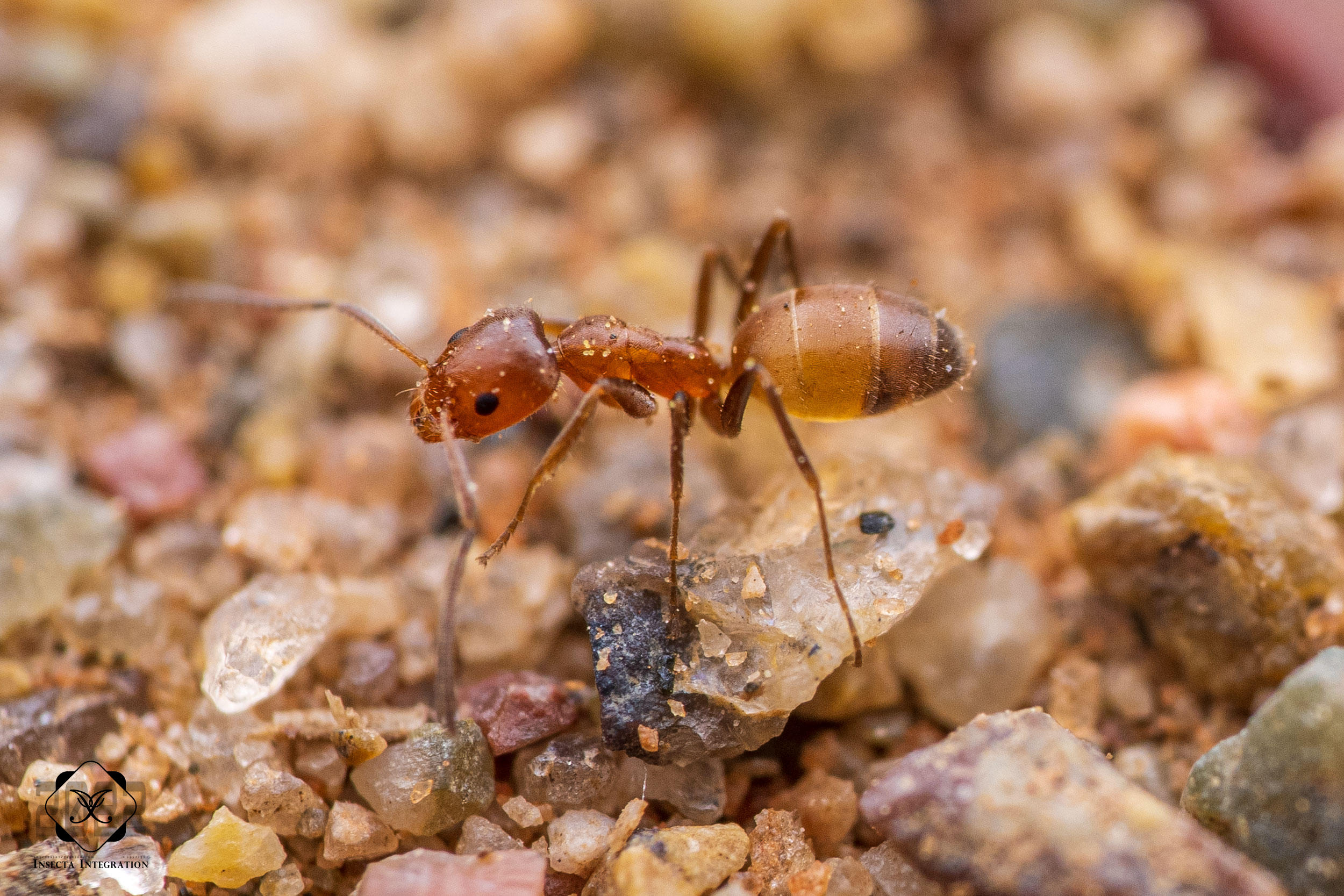 麦氏福臭蚁 Forelius mccooki – IISDW