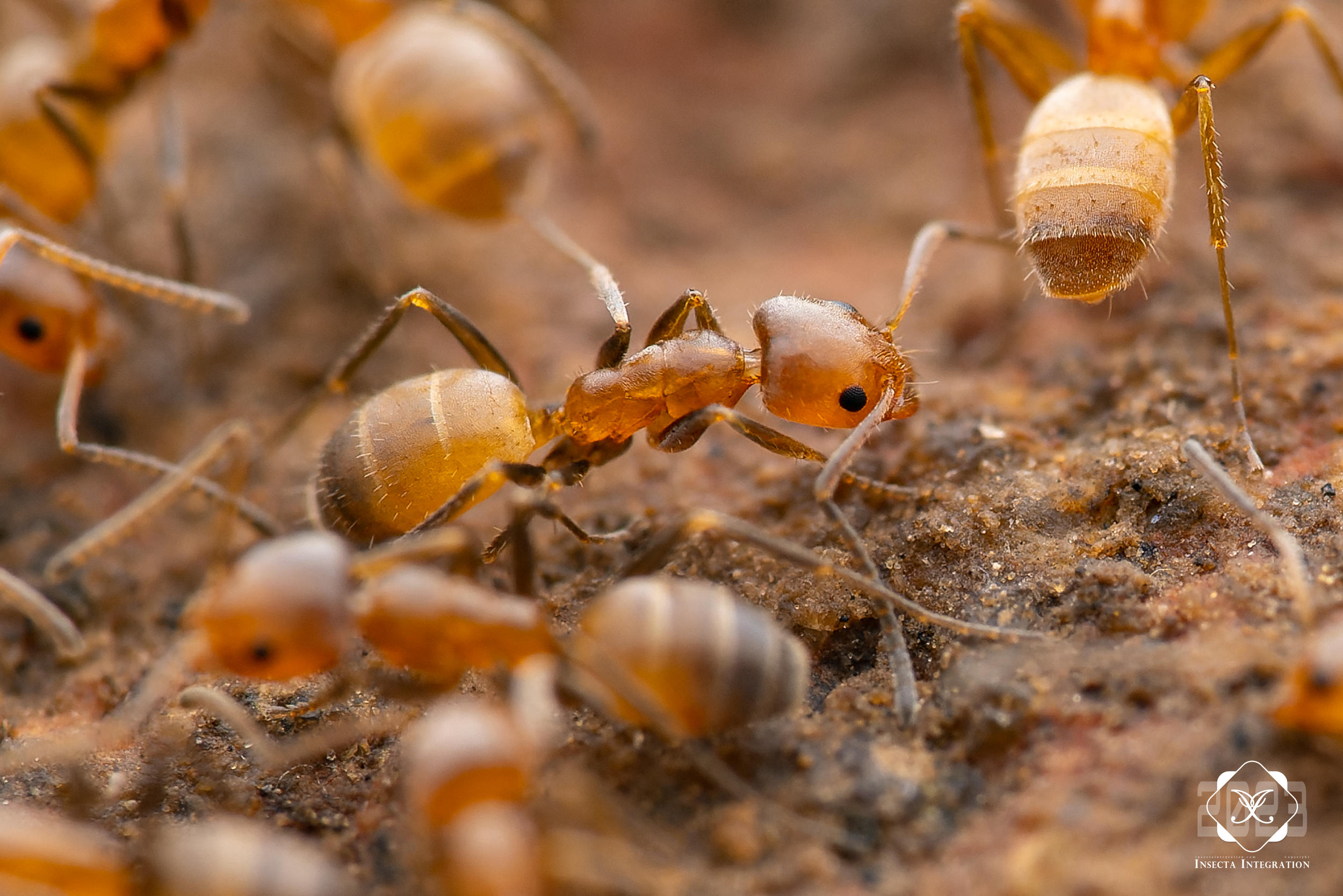 麦氏福臭蚁 Forelius mccooki – IISDW